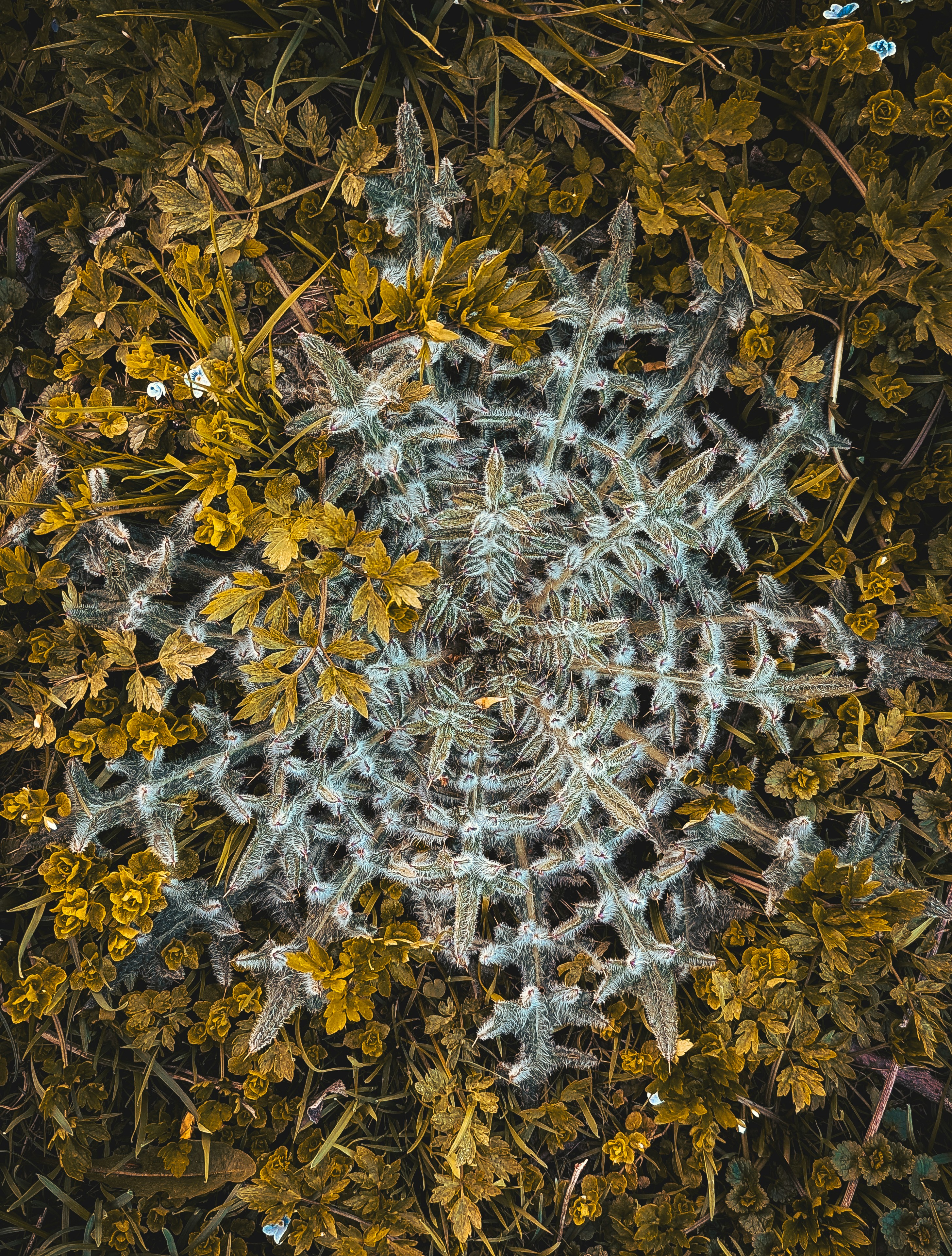 Delicate spider web adorned with dew drops, nestled among vibrant green and yellow foliage. A striking display of nature's artistry.