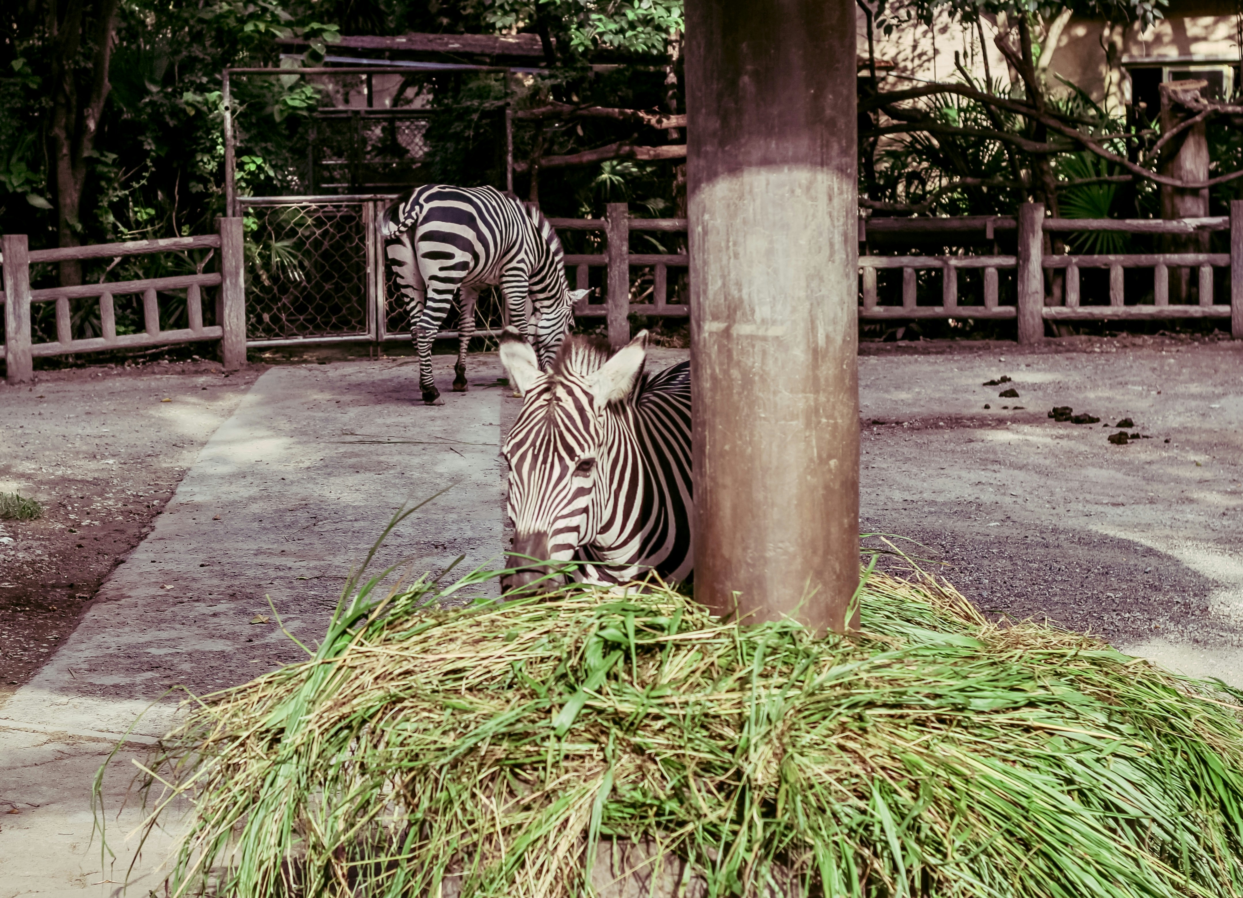 Zebra's Quiet Reflection Amidst Nature
