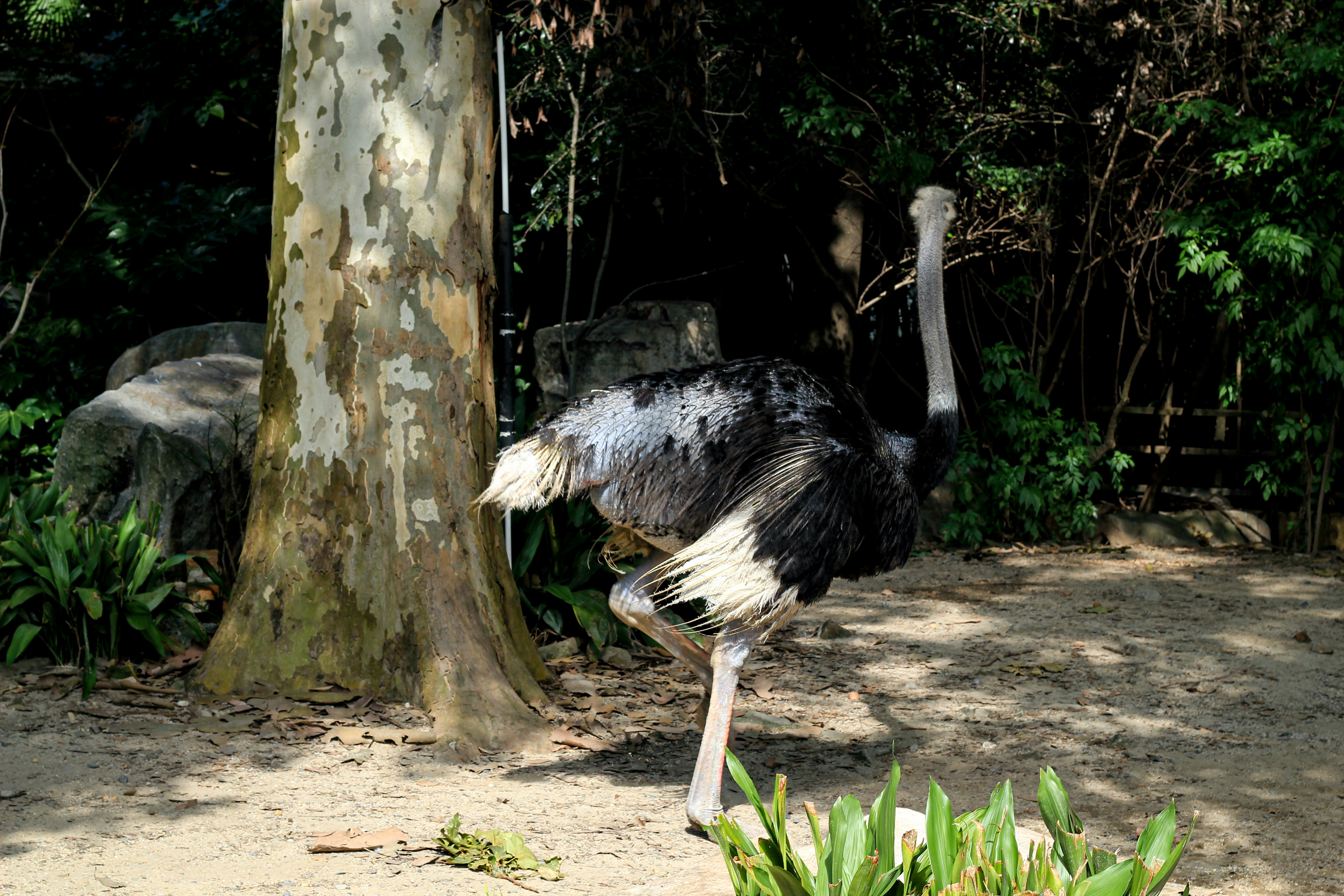 An ostrich stands near a tree in a zoo