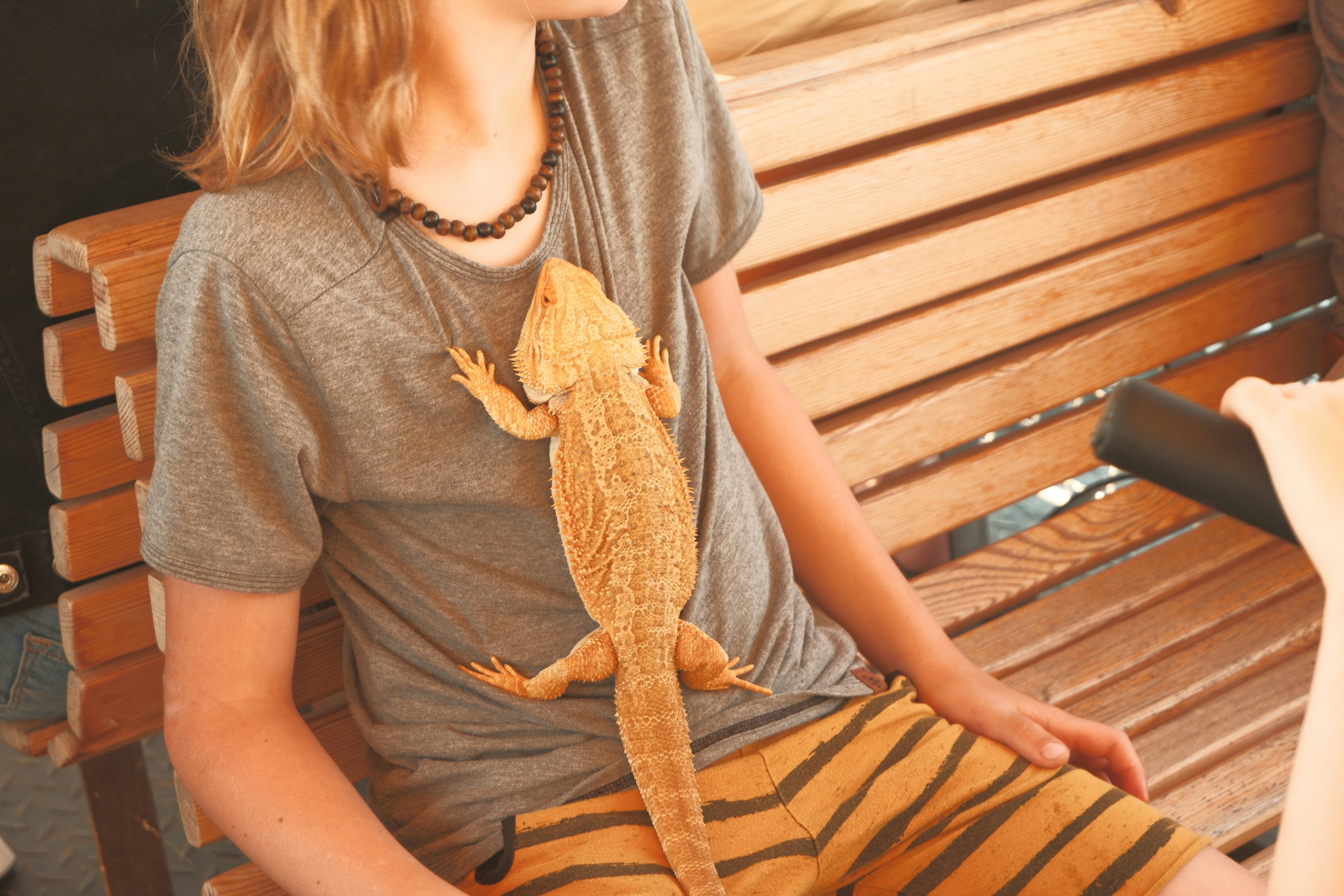 A bearded dragon rests on a person's lap.