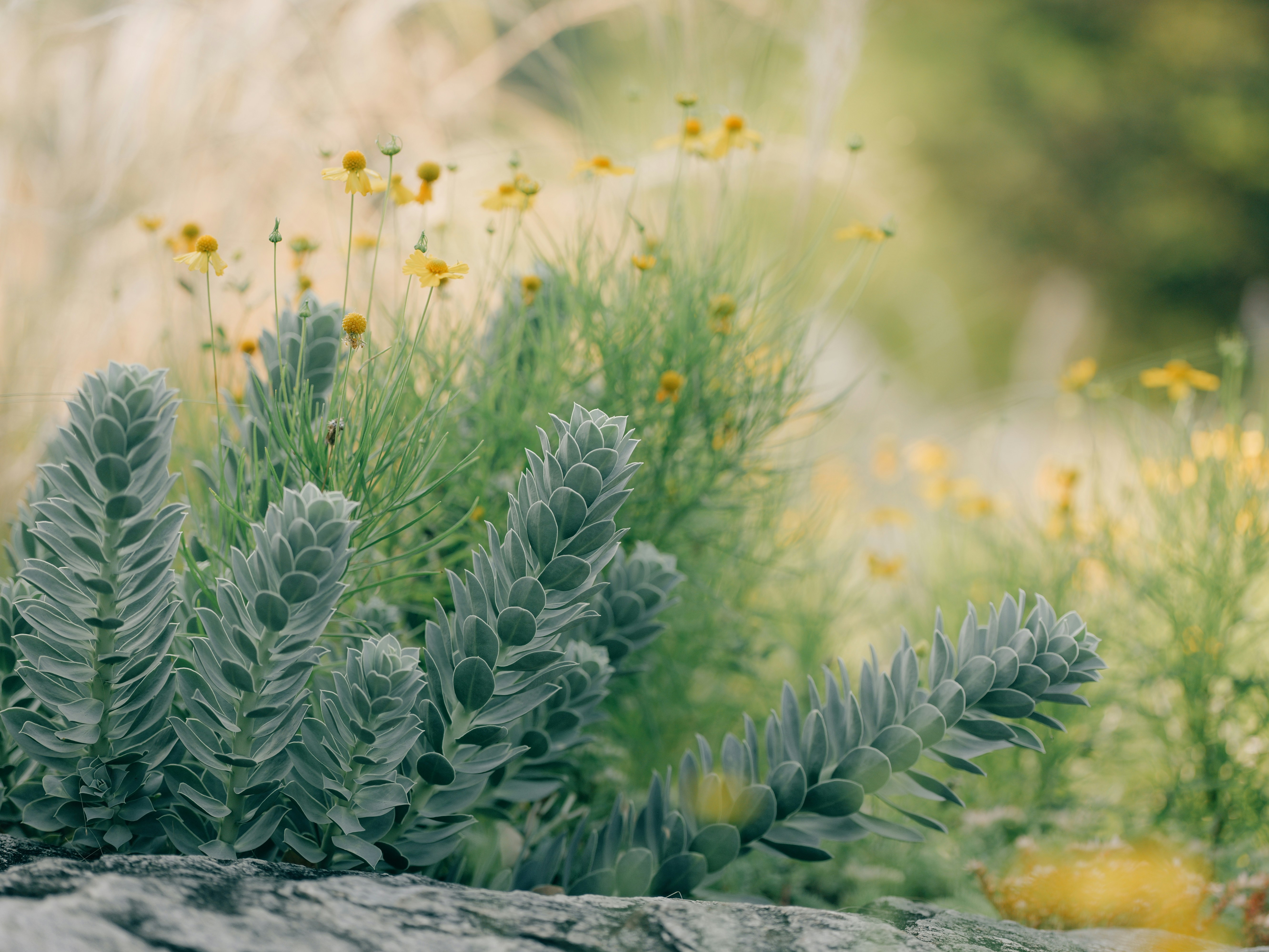 Close up of lavender plant with blurred background
