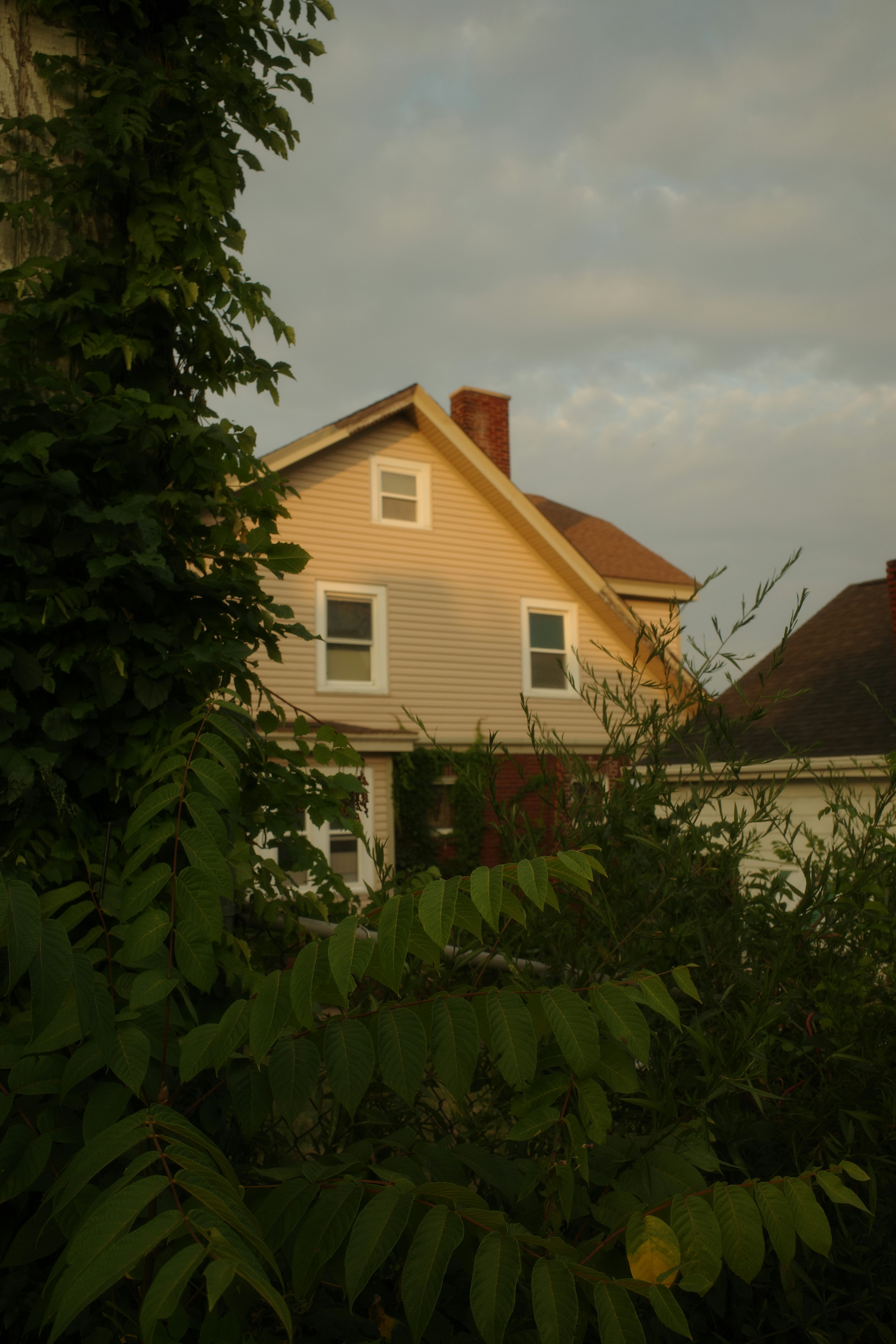 A light-colored house seen through green foliage
