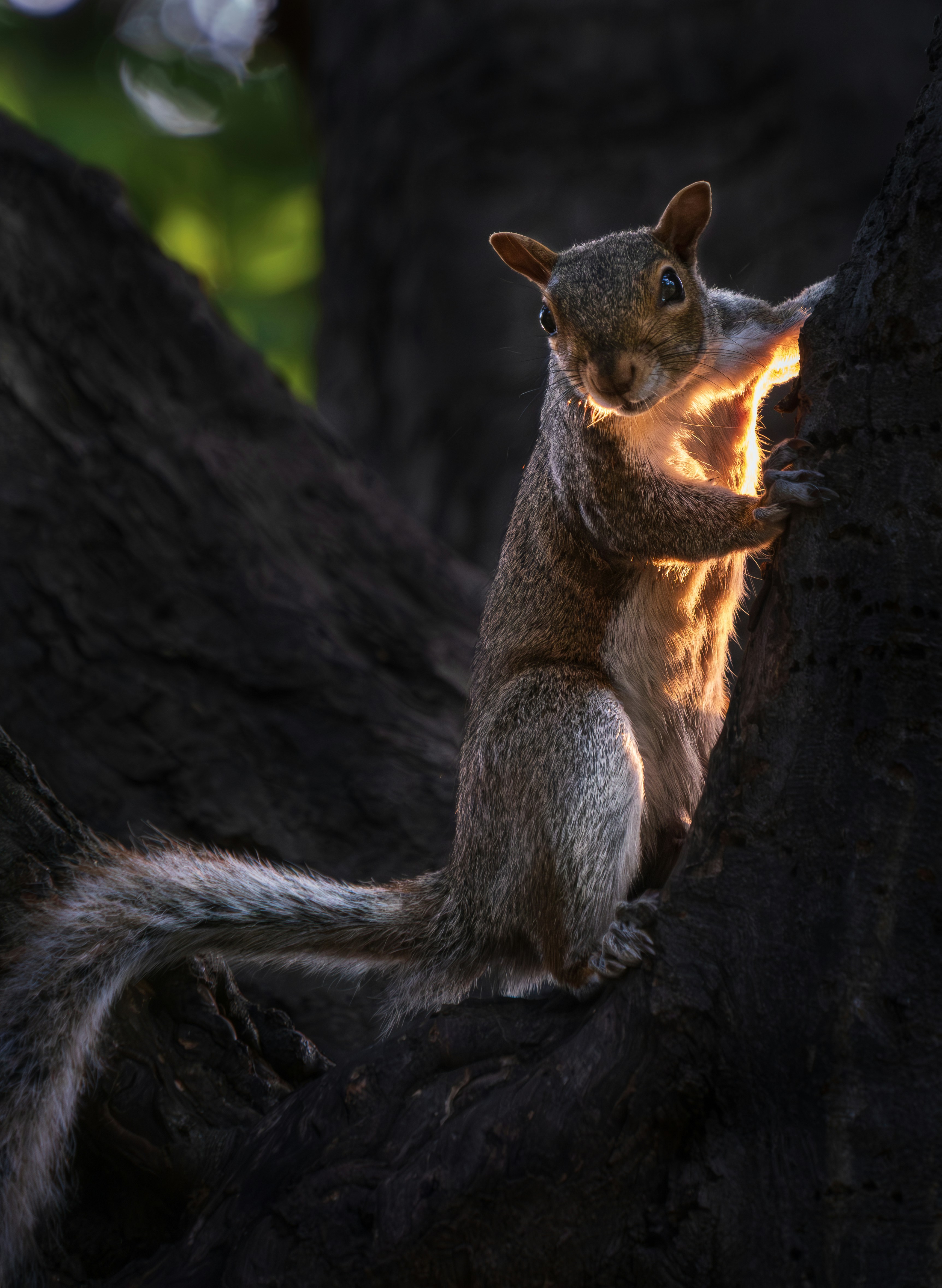 Squirrel's Twilight Encounter