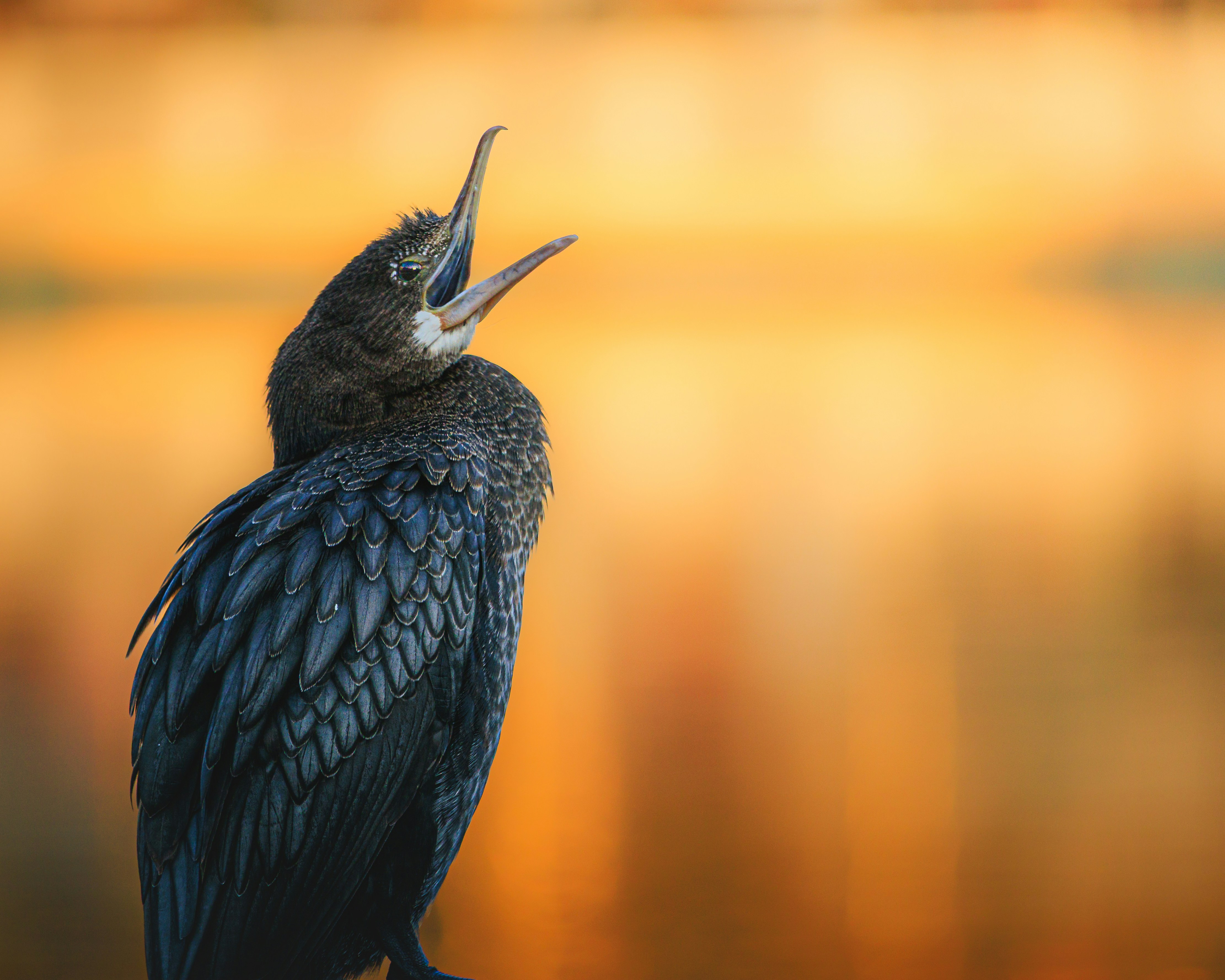 A Double-crested Cormorant (Nannopterum auritum) perched calmly near the water, showing its dark, glossy feathers and hooked bill. This skilled diving bird is often found near lakes, rivers, and coastal areas, where it hunts fish with remarkable speed and precision. | A cormorant bird with its beak open.