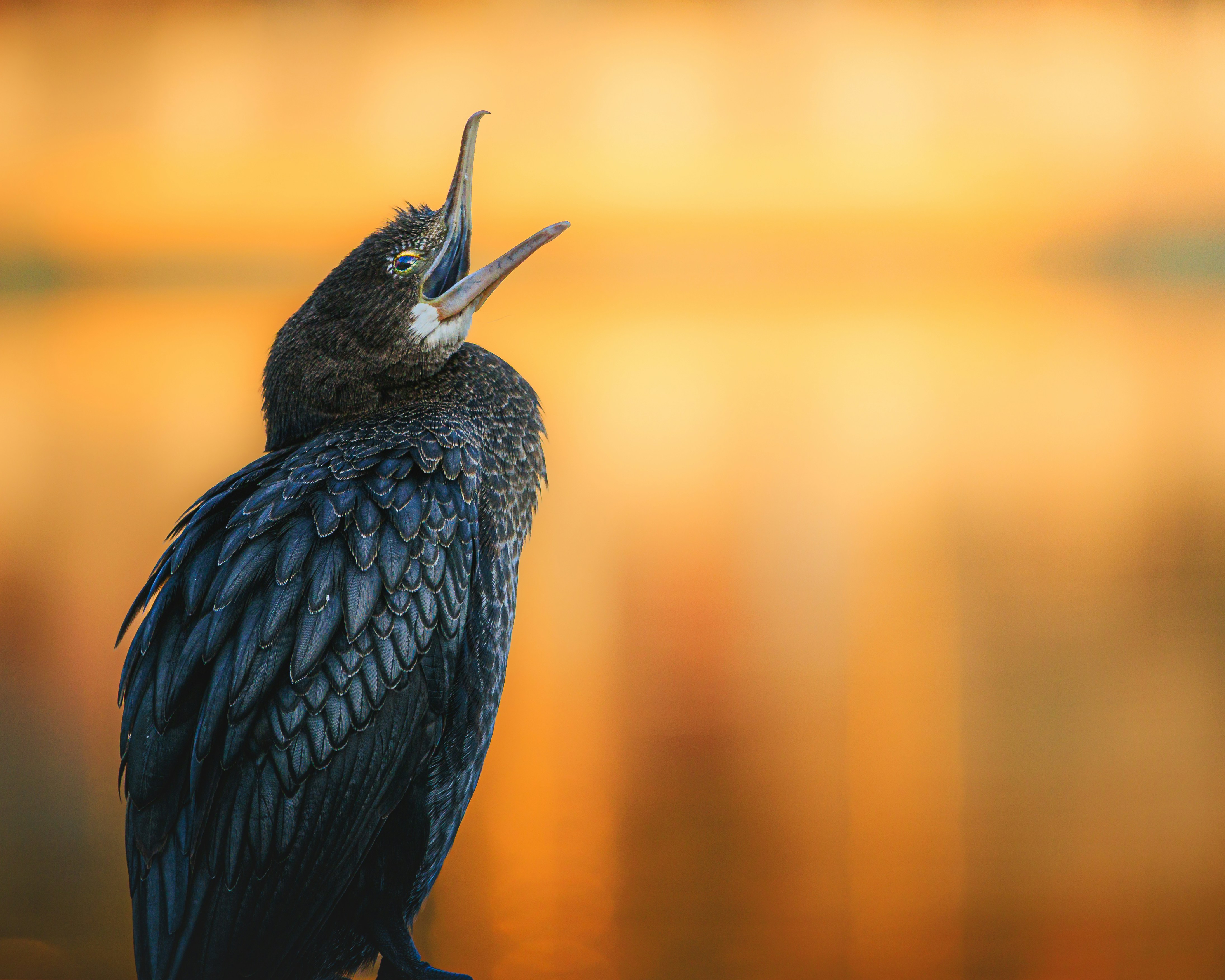 A Double-crested Cormorant (Nannopterum auritum) perched calmly near the water, showing its dark, glossy feathers and hooked bill. This skilled diving bird is often found near lakes, rivers, and coastal areas, where it hunts fish with remarkable speed and precision. | A dark bird with its beak open against an orange background.