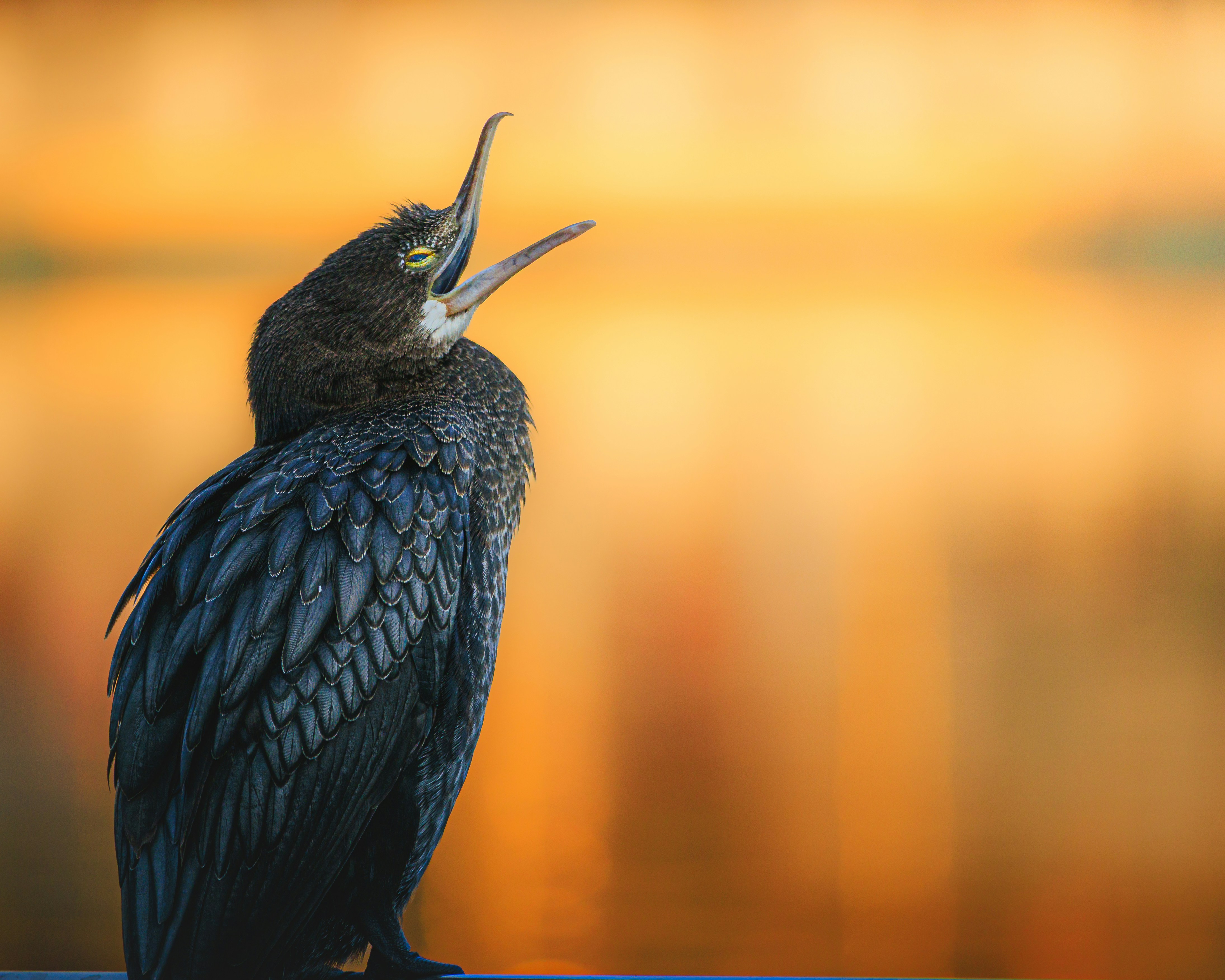 A Double-crested Cormorant (Nannopterum auritum) perched calmly near the water, showing its dark, glossy feathers and hooked bill. This skilled diving bird is often found near lakes, rivers, and coastal areas, where it hunts fish with remarkable speed and precision. | A dark bird with its beak open against an orange background
