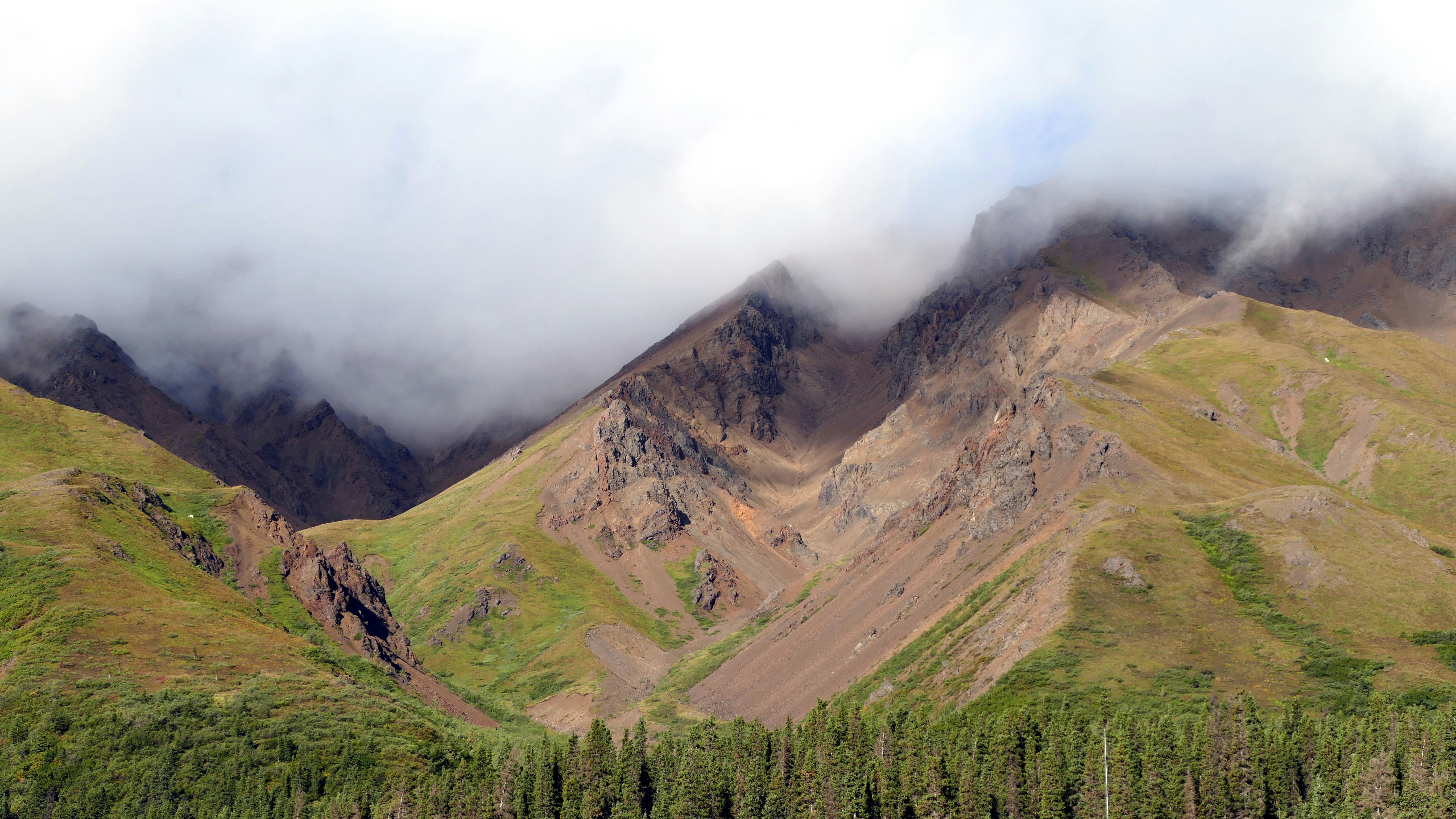 Mountain goat in the mountains of Denali National Park | Misty mountains with green slopes and trees