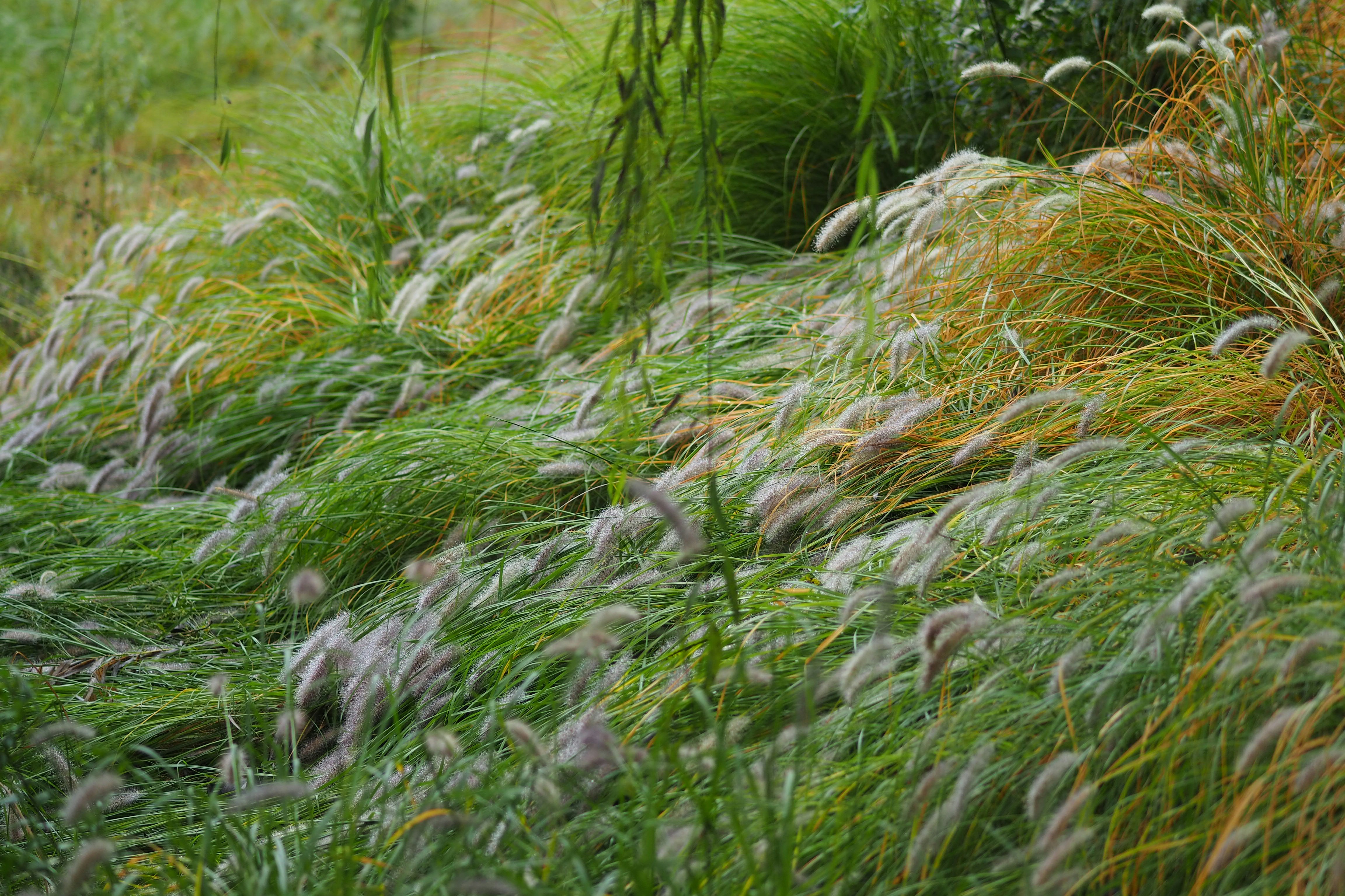 Whispers of the Meadow: A Dance of Grasses