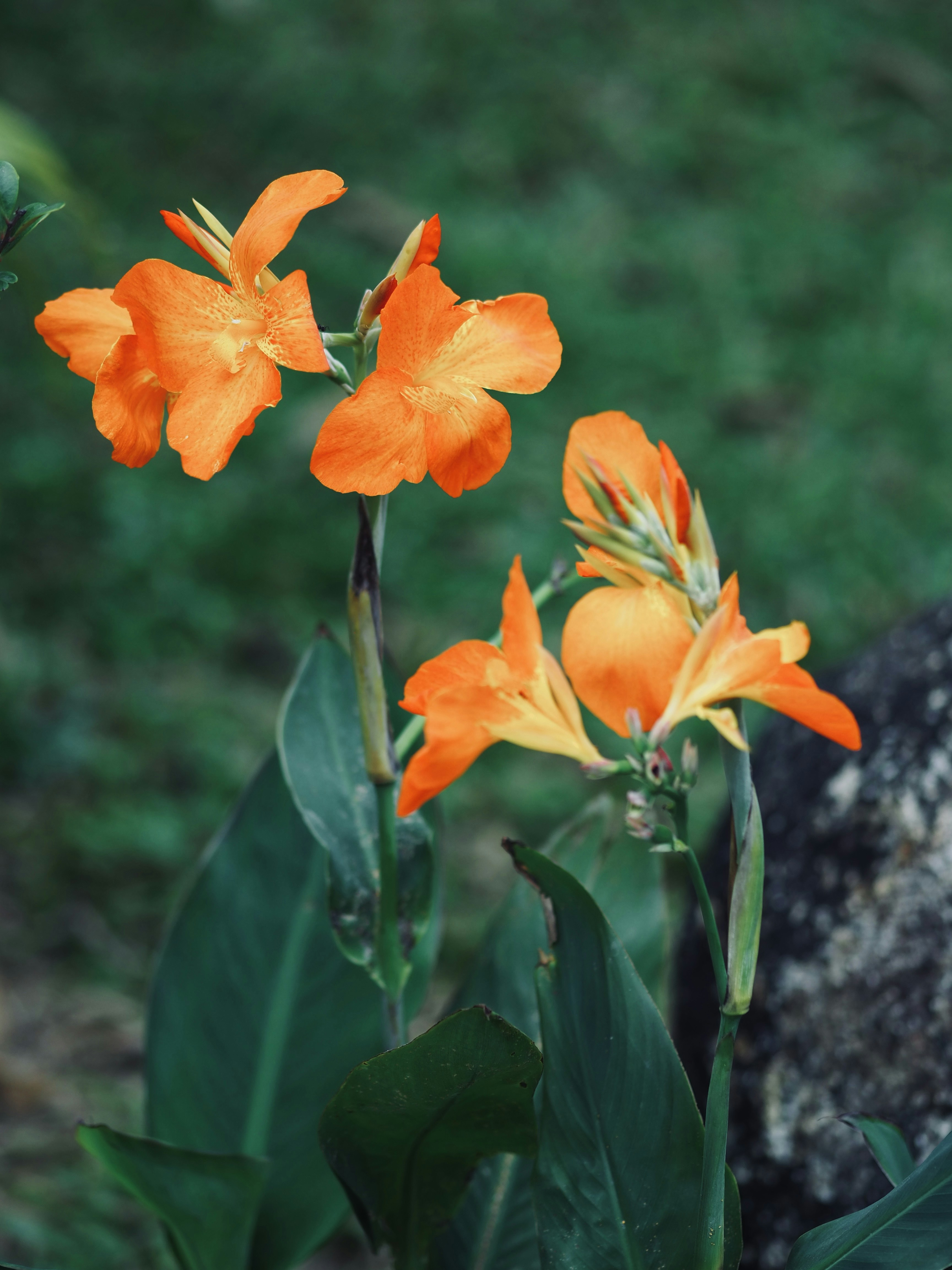 Vibrant Blossoms Amidst Nature's Canvas