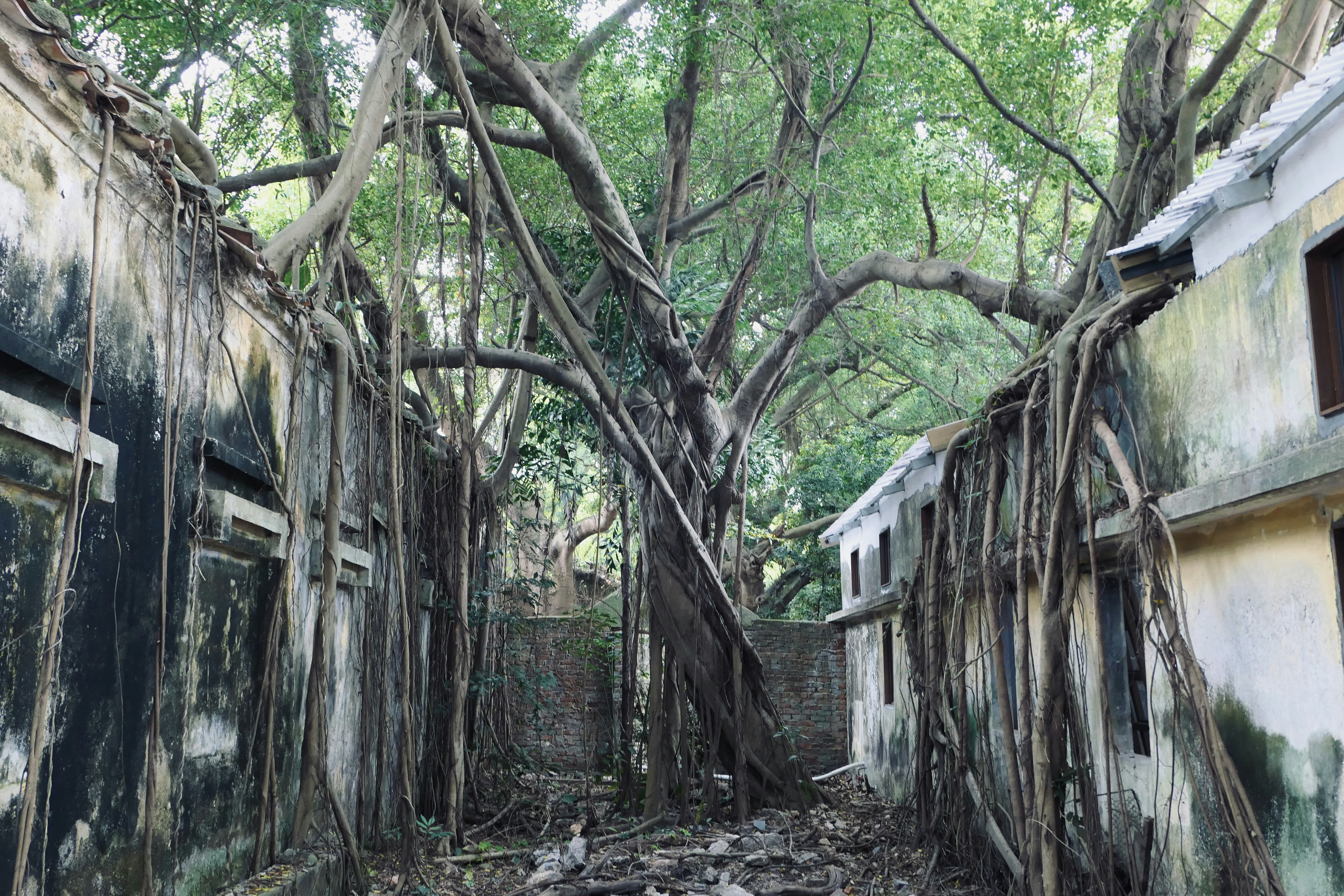 Ancient banyan tree with aerial roots over weathered buildings