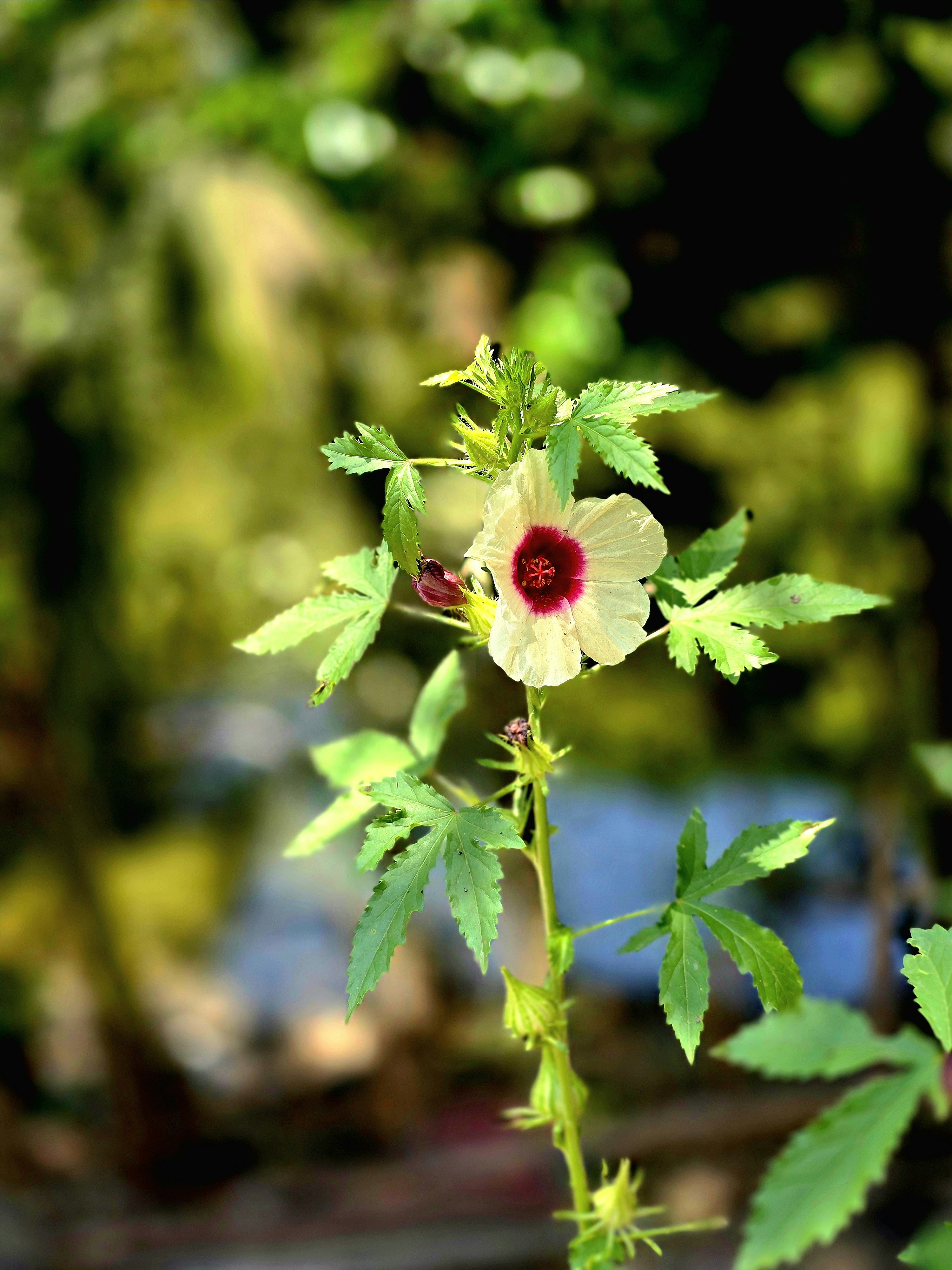 Sunlit Hibiscus Torch: a pale bloom with deep red throat amid green serrated leaves