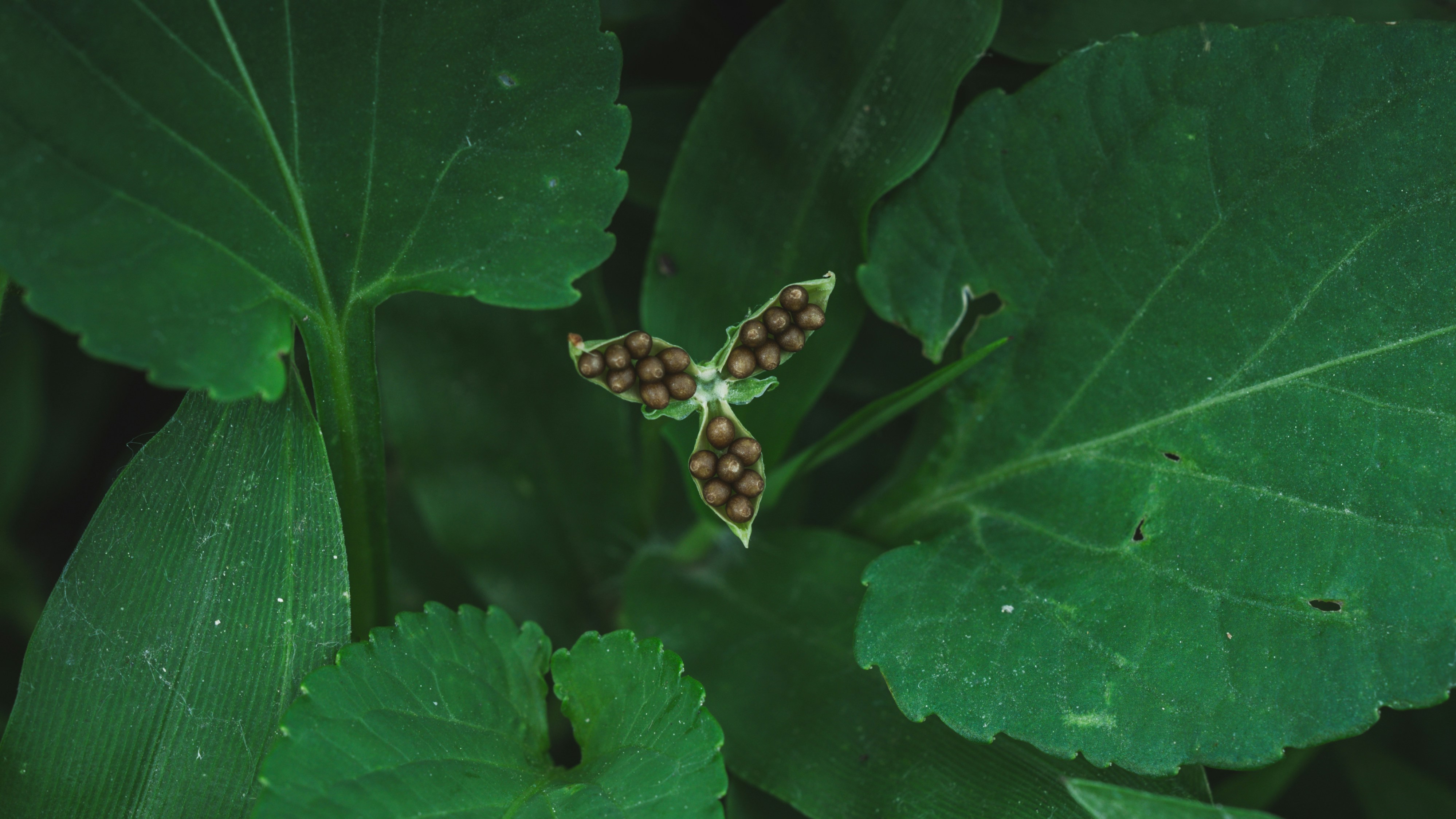 Nature's Intricate Design: The Seed Pod Symphony