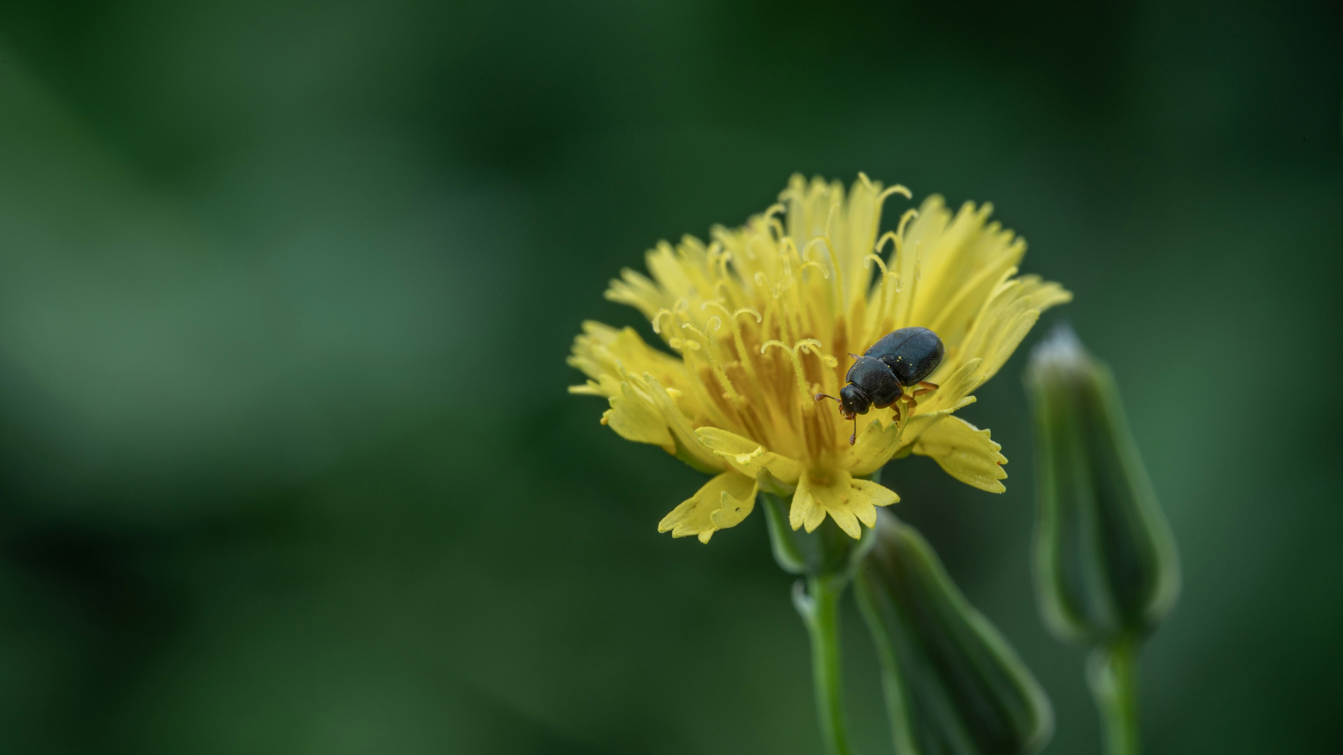 Tiny Beetle, Bold Bloom: Macro Moment on a Sunlit Yellow Flower