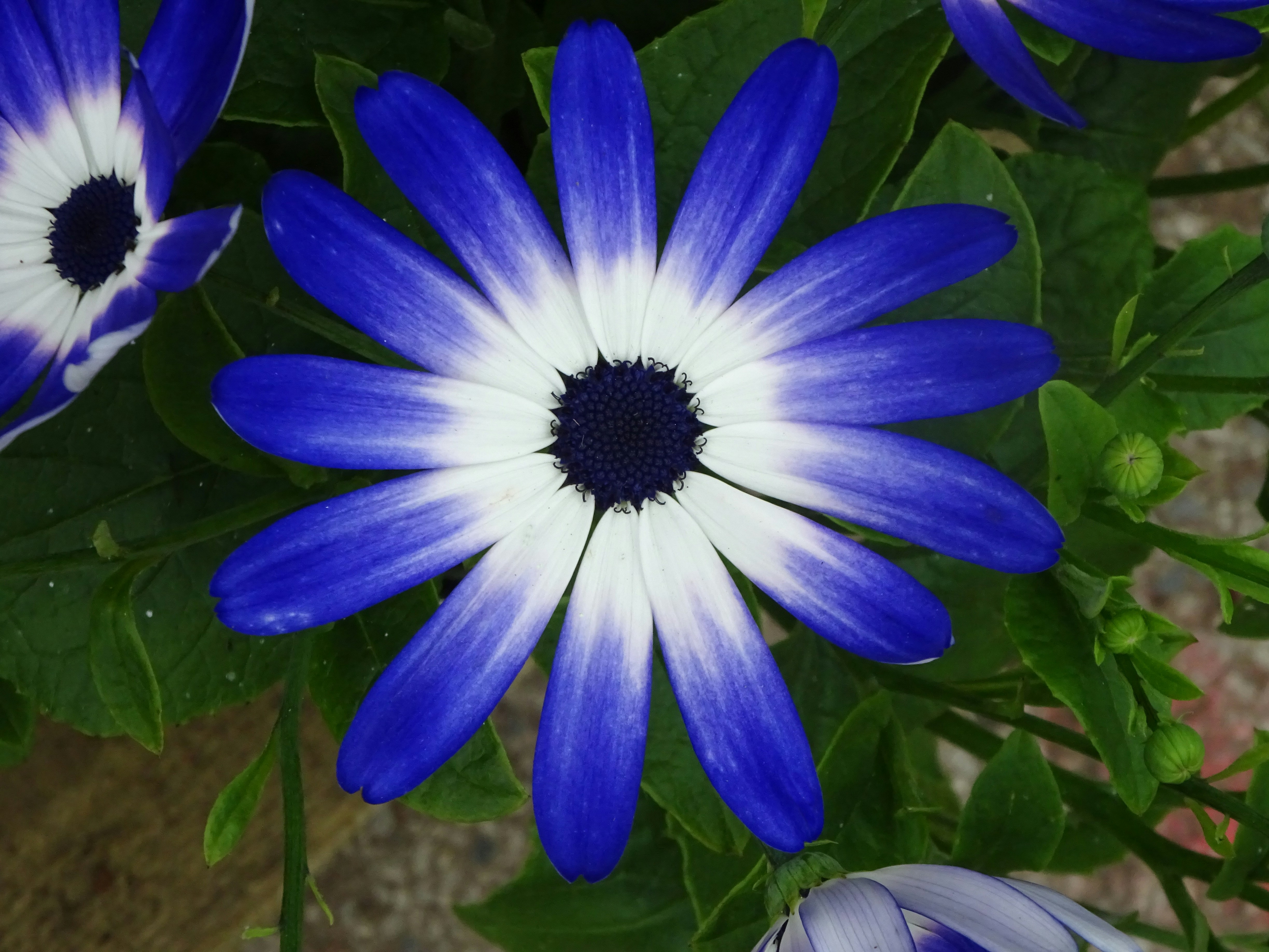 Close-up of a vibrant blue and white flower.