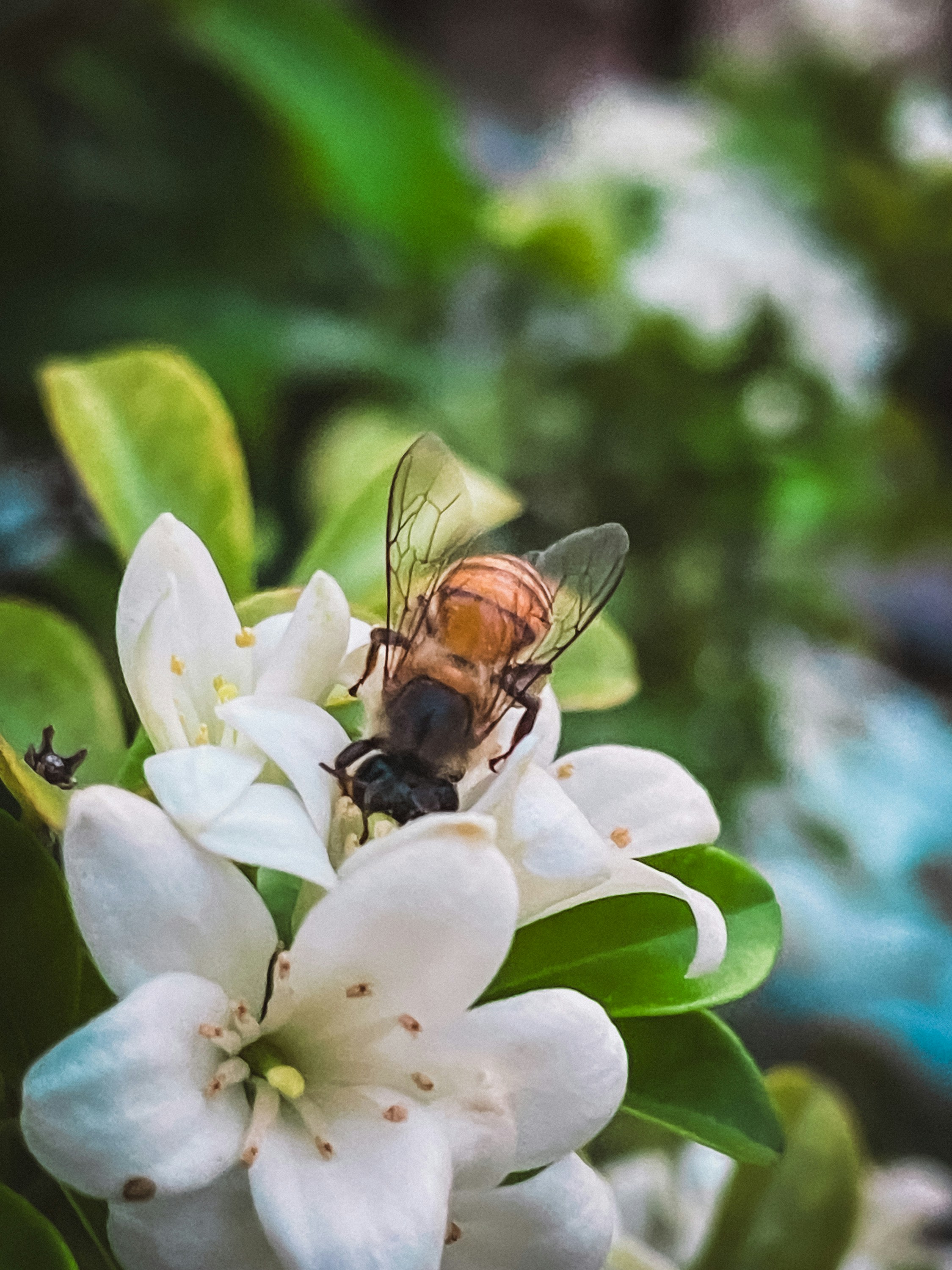 Nature's Busy Artisan: The Pollinator's Dance