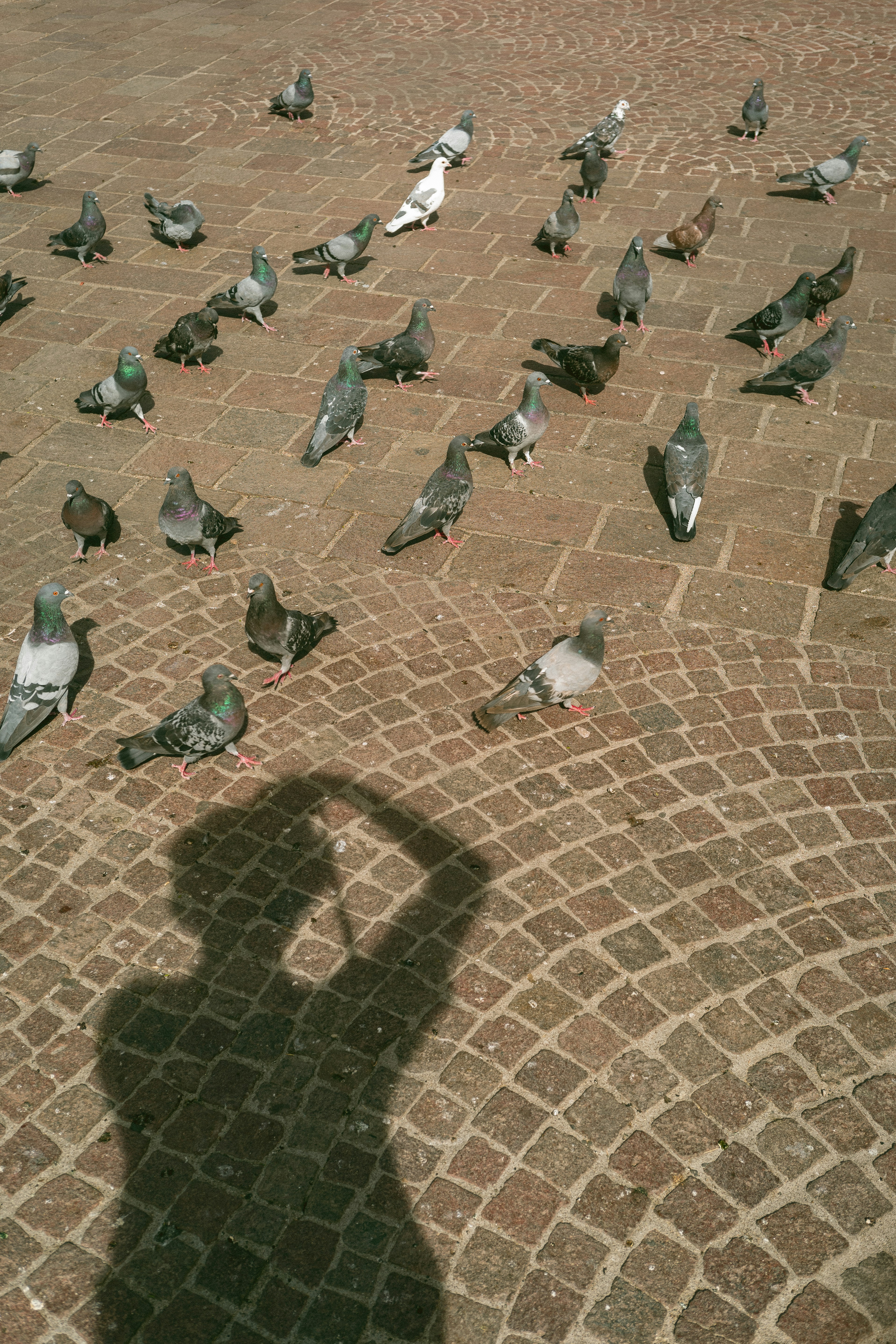 Urban Symphony: The Dance of Pigeons