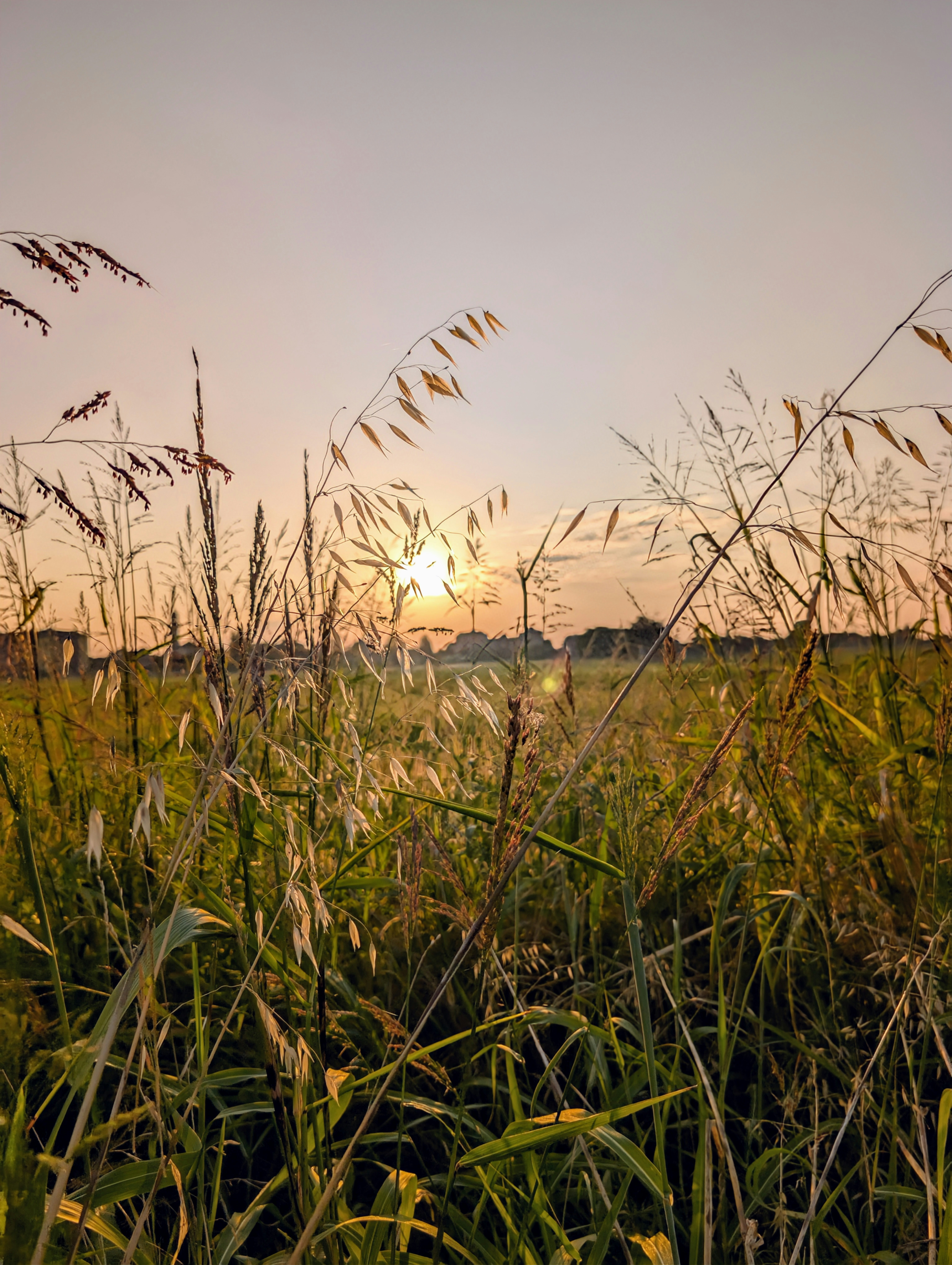 Tall grass and a soft sunset in the background