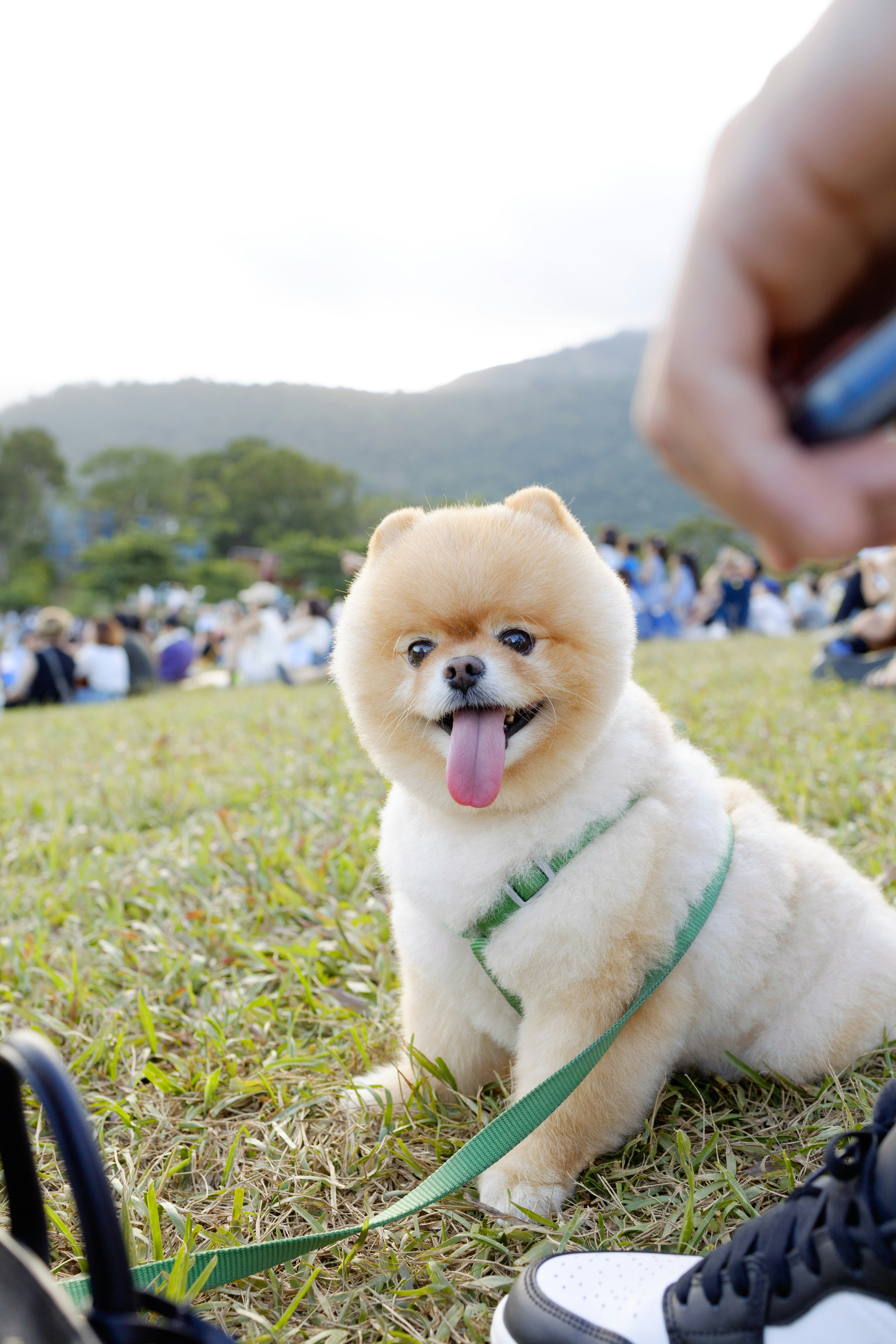 Happy Pompom Pal Snout in the Park