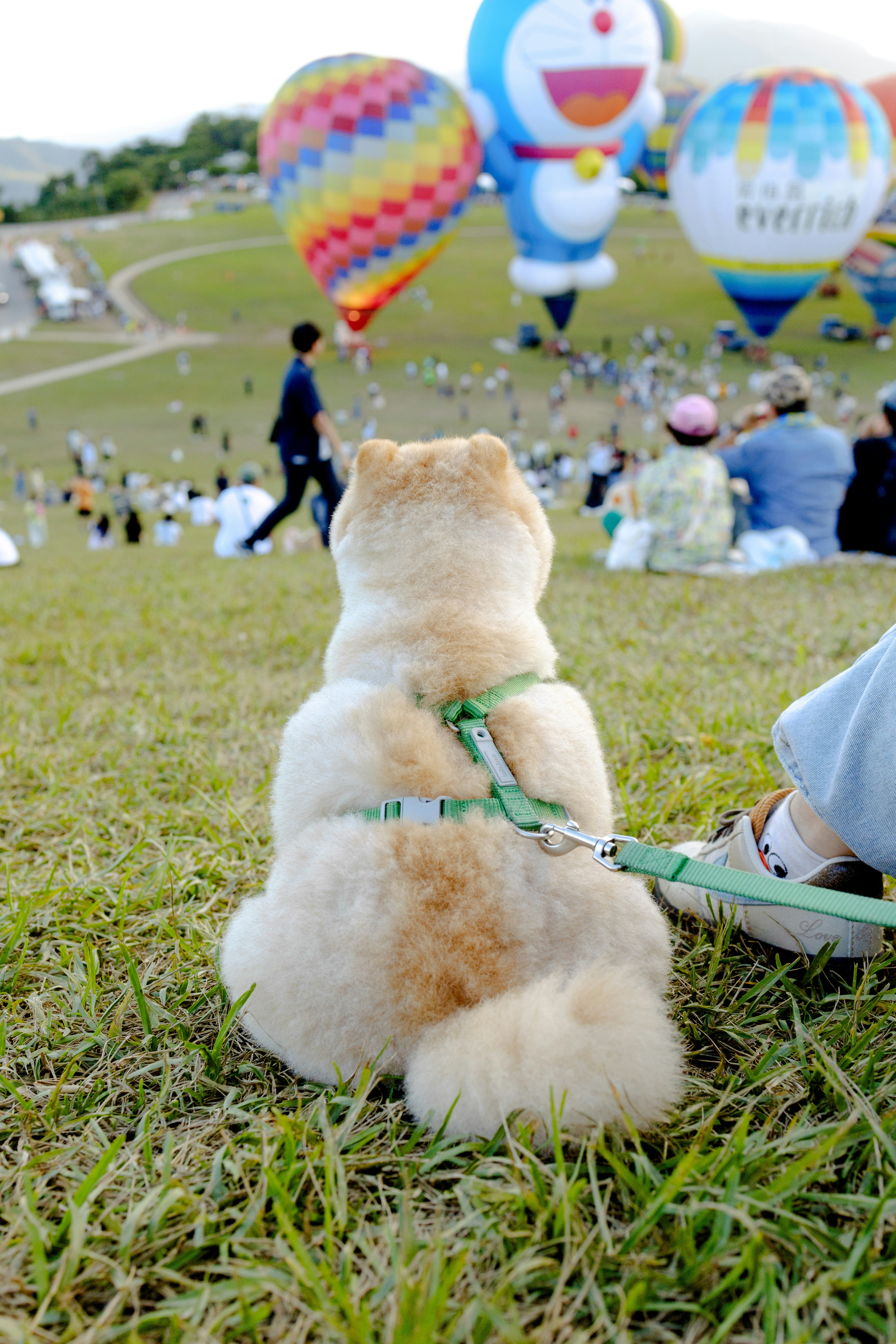 A Canine's Perspective on Colorful Adventures