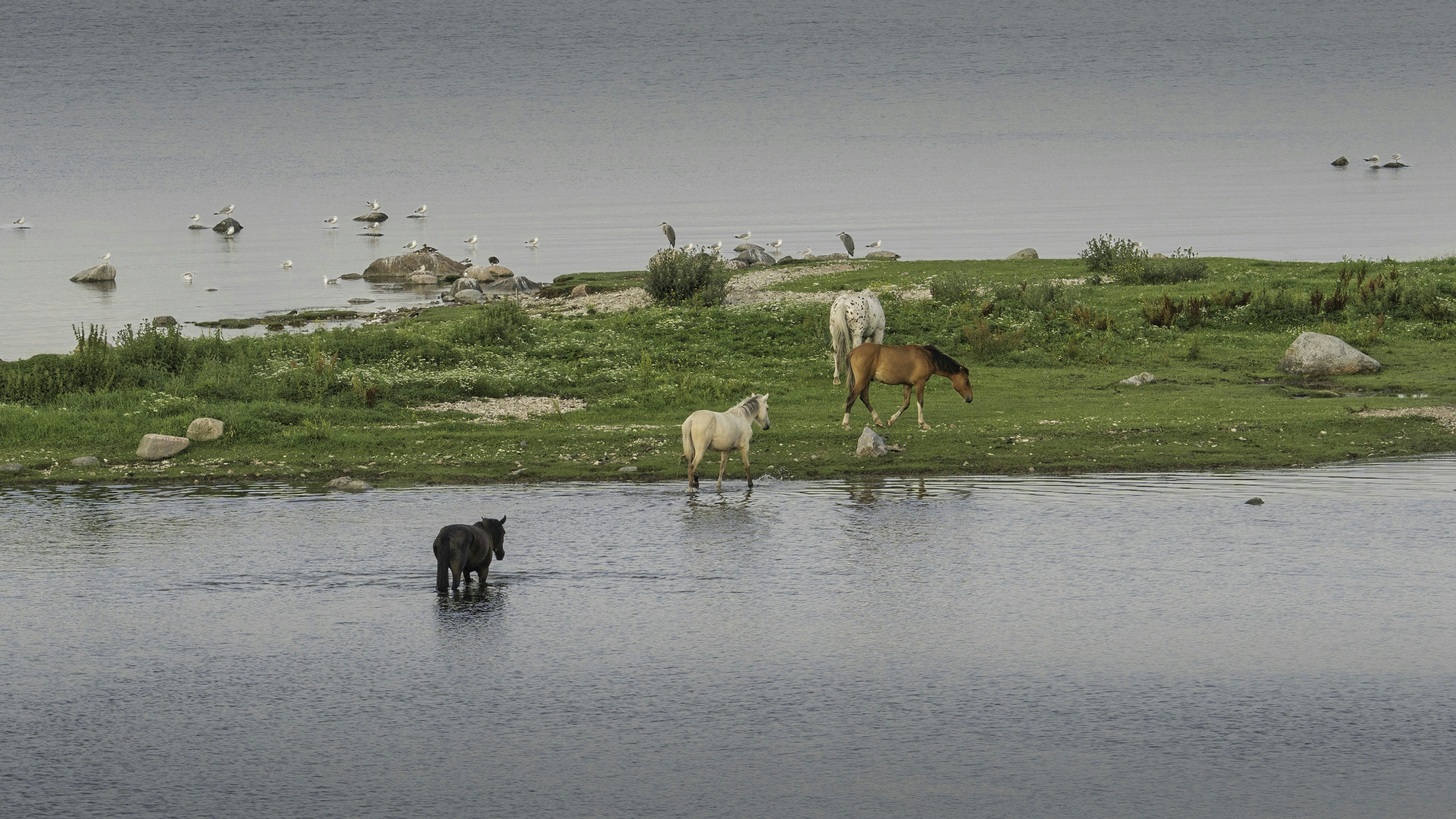 Equine Serenity at Waters Edge