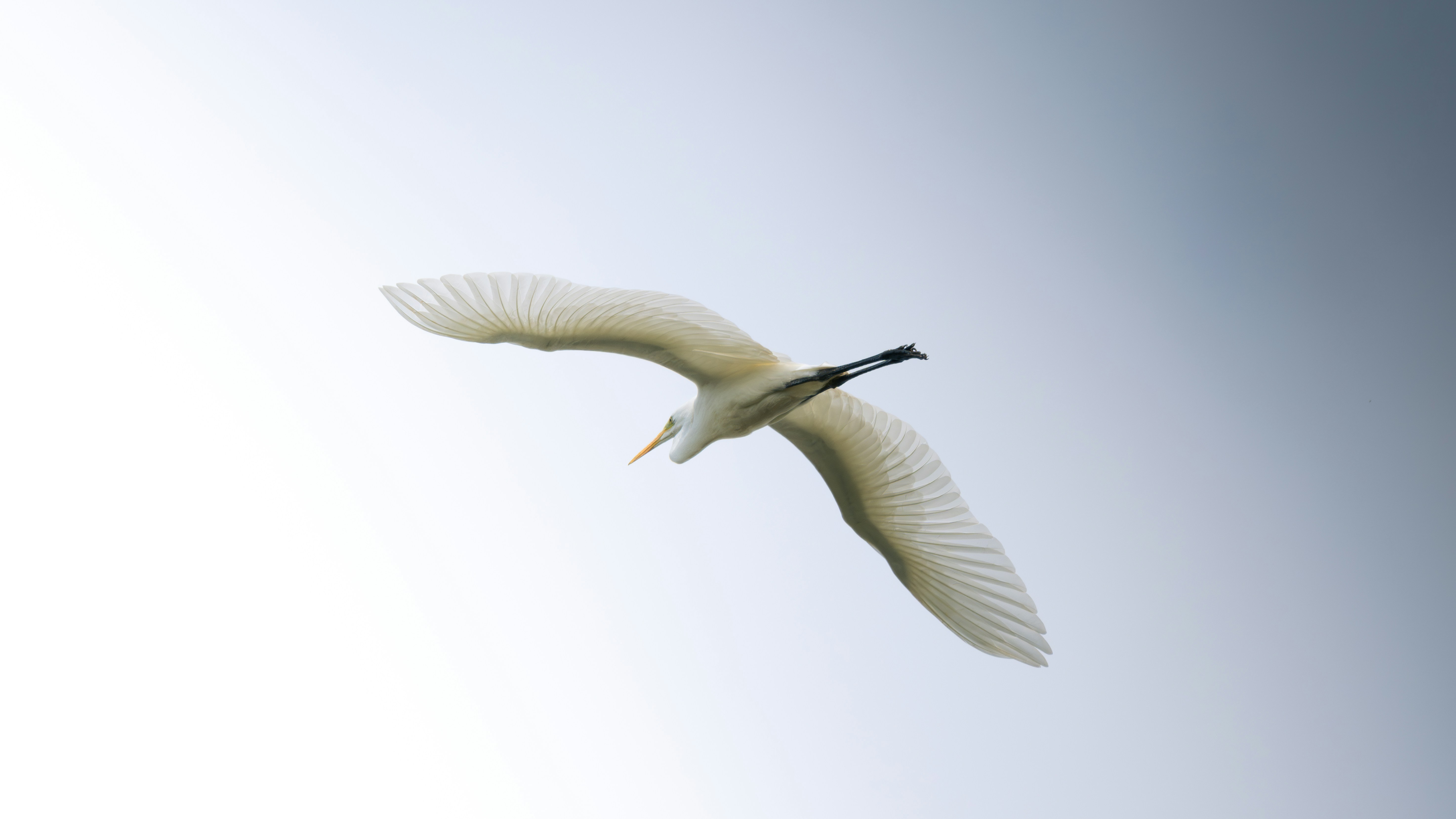A white egret bird flying gracefully against the sky