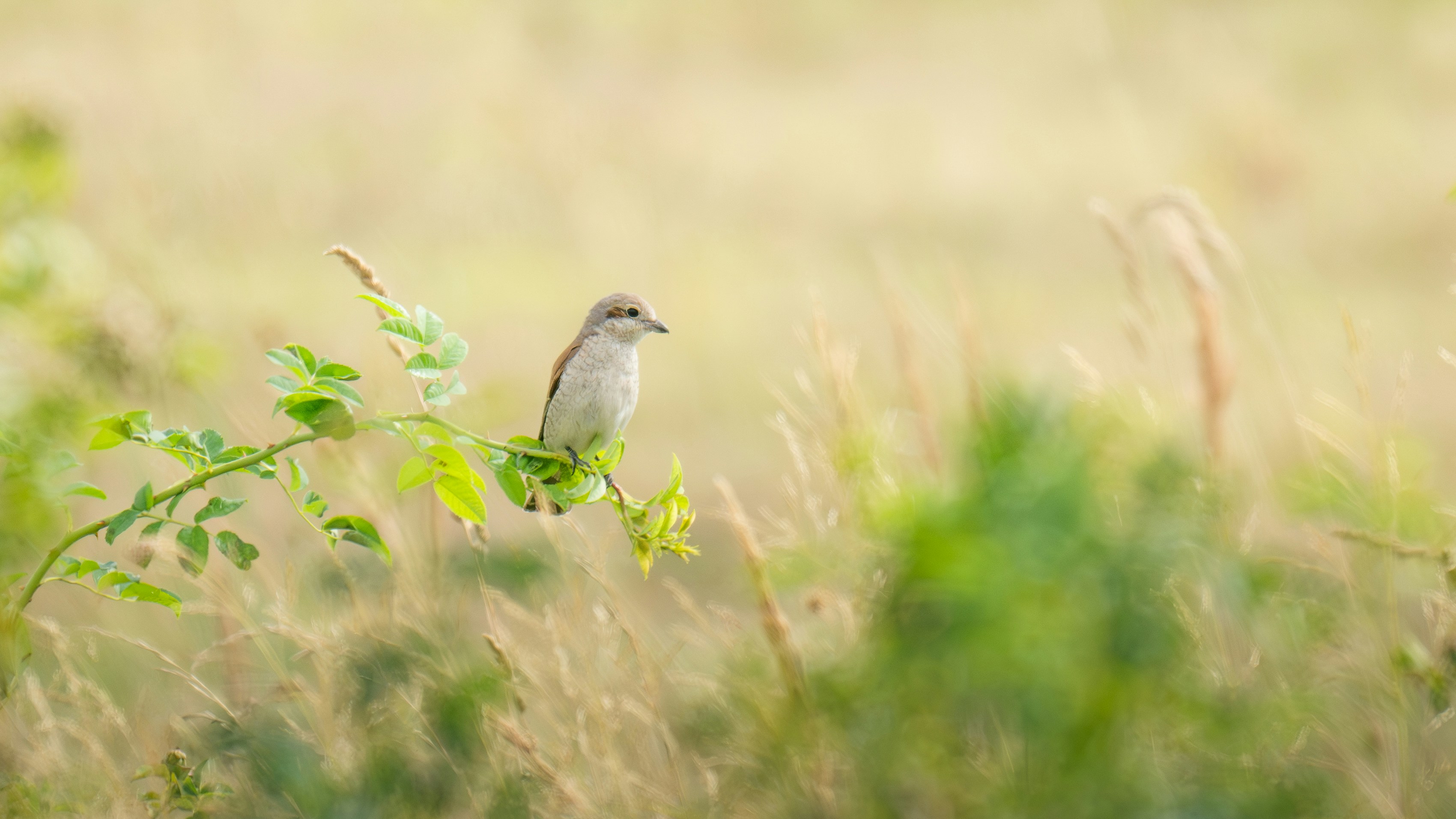A small bird perched in a grassy field.
