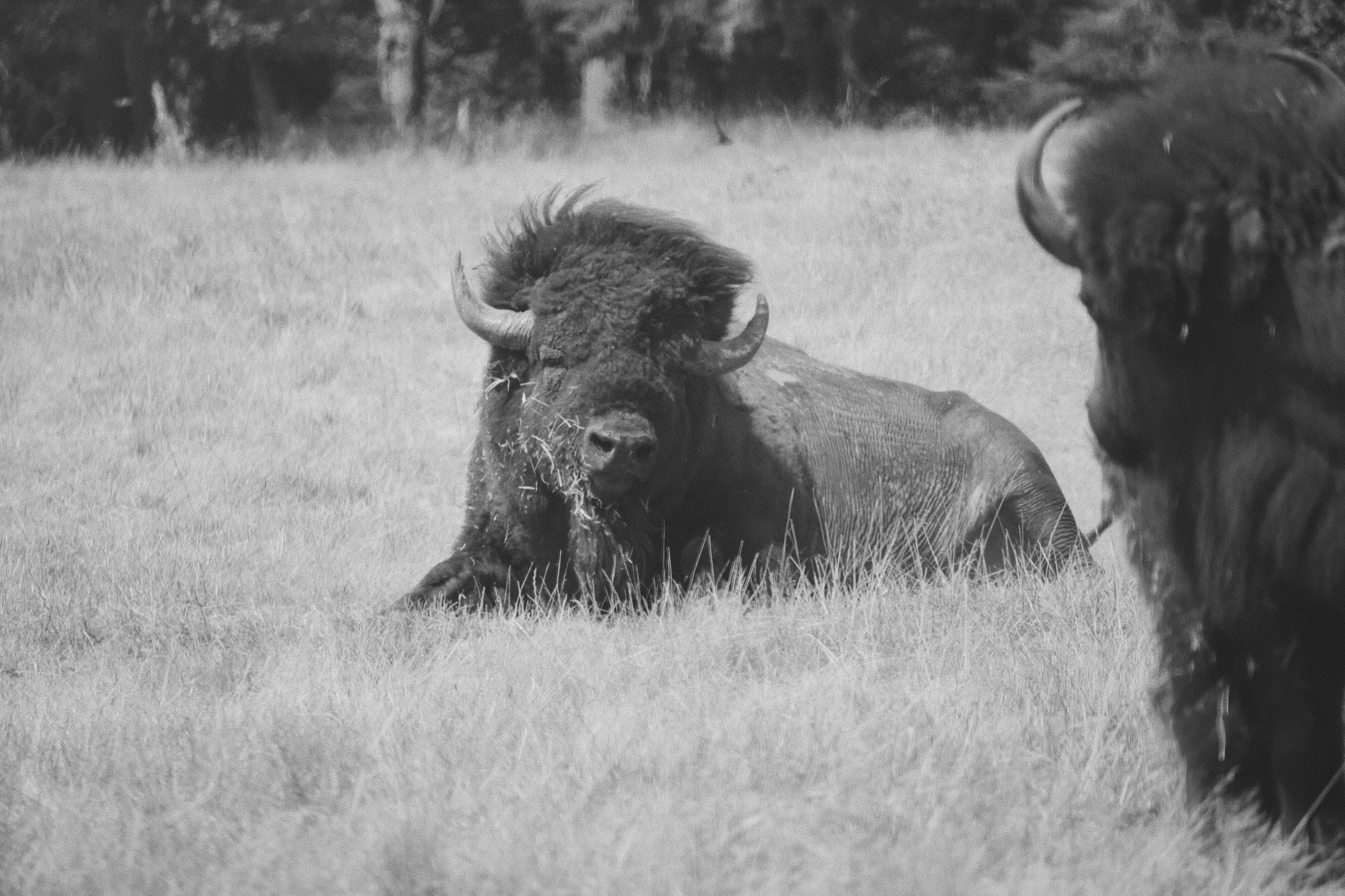 Majestic Giants of the Grasslands