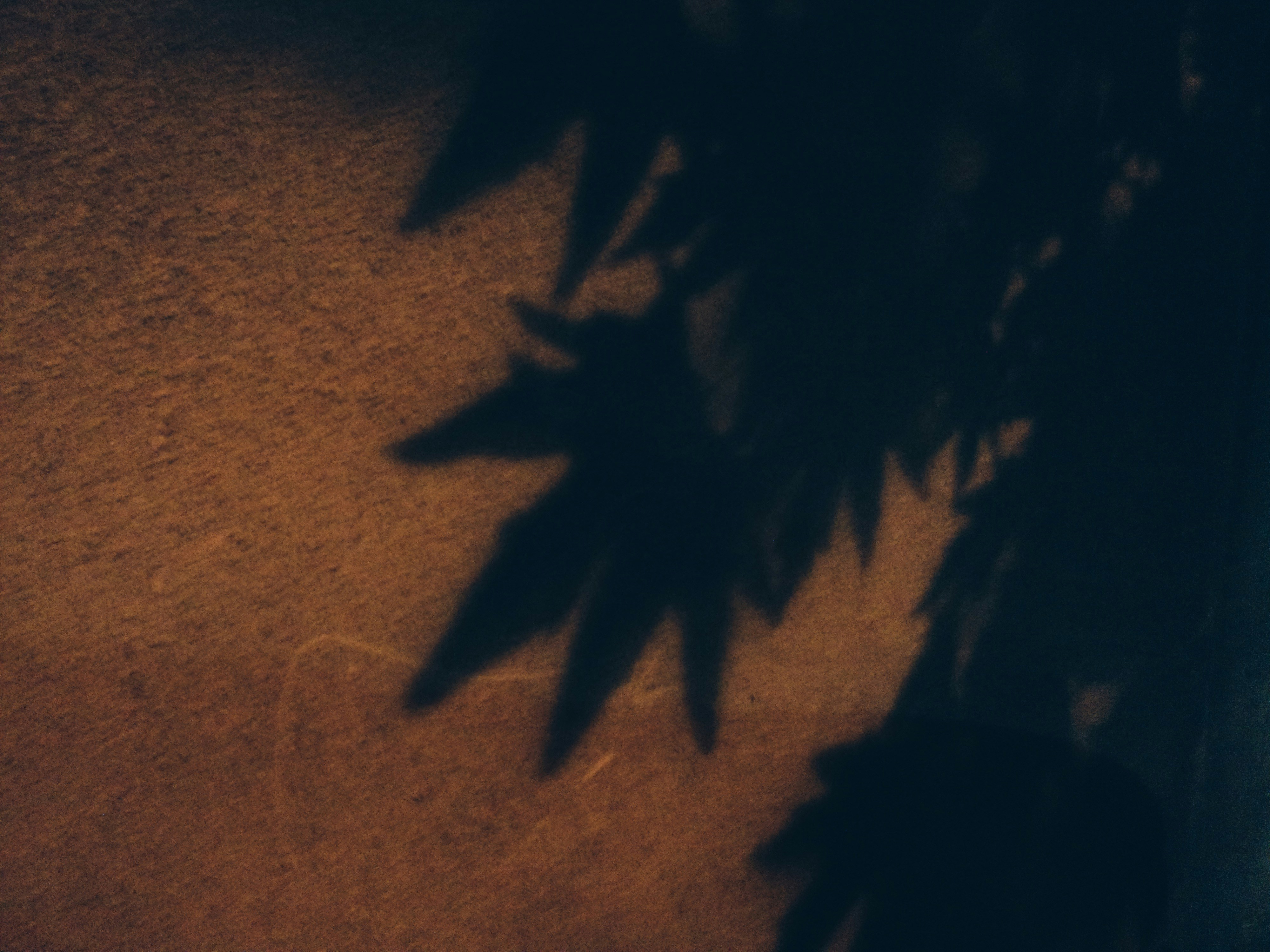 The quiet language of shadows. | Shadows of leaves against an orange wall