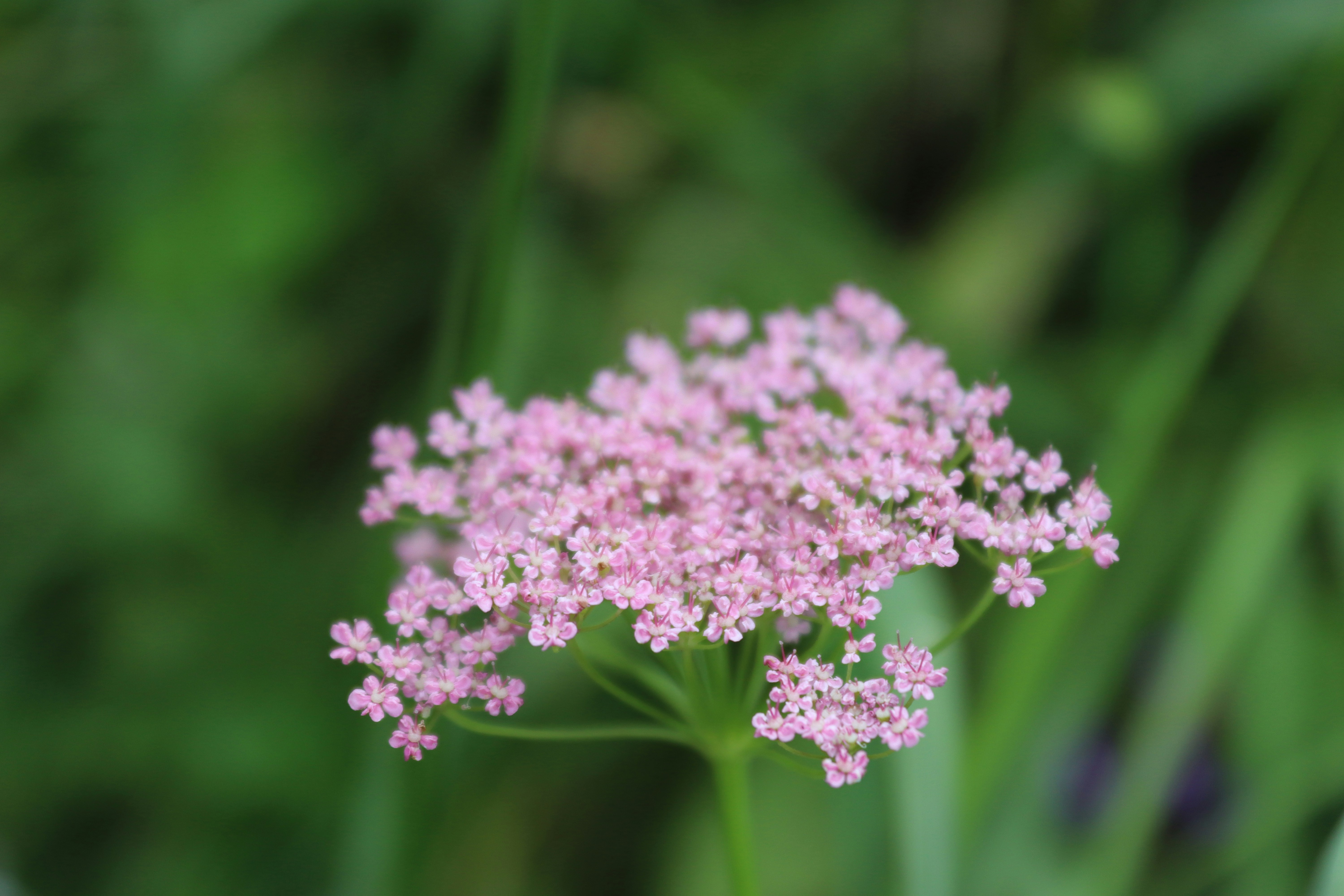 A delicate cluster of small pink flowers.