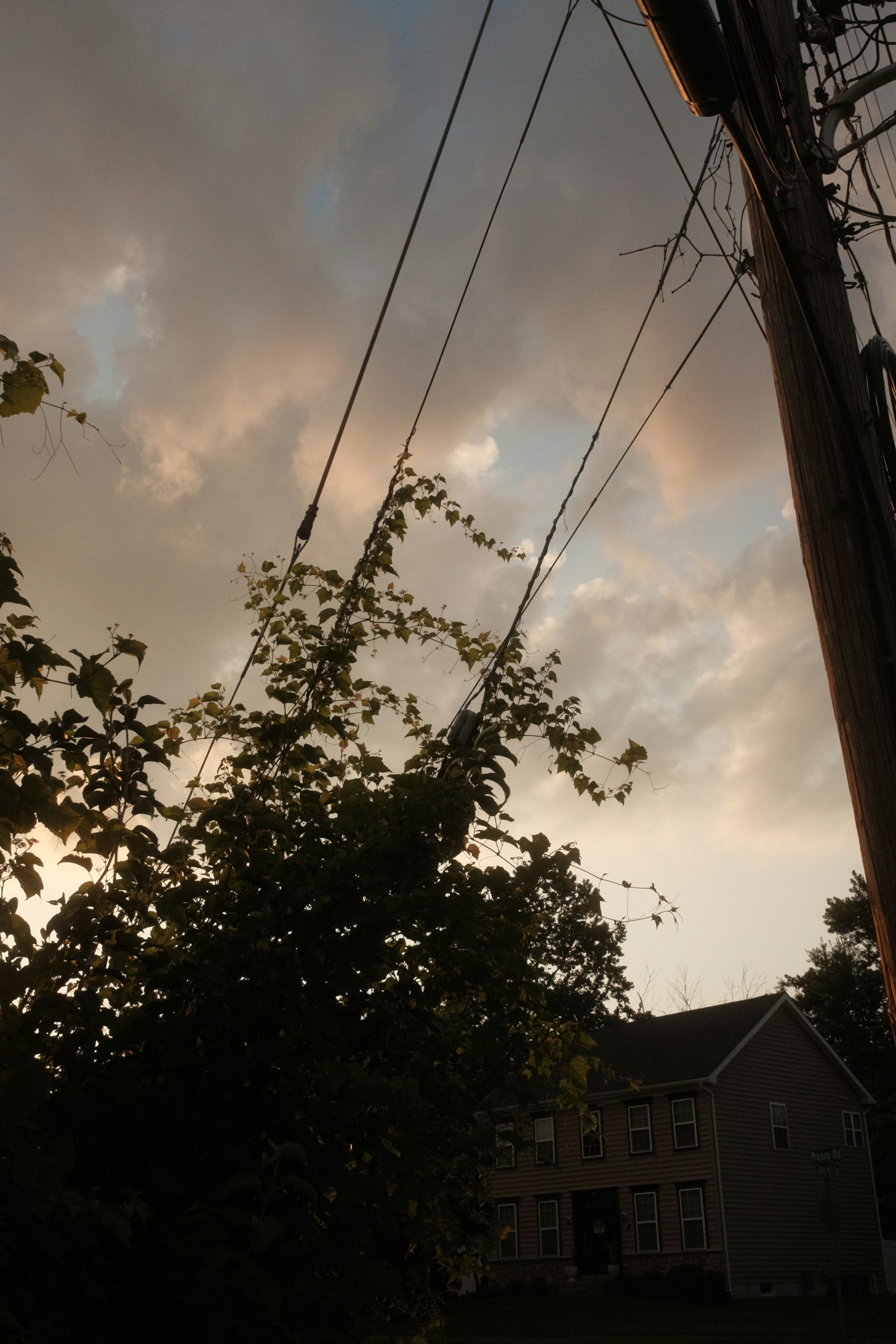 Whispers of Twilight: Nature Meets Urban Life