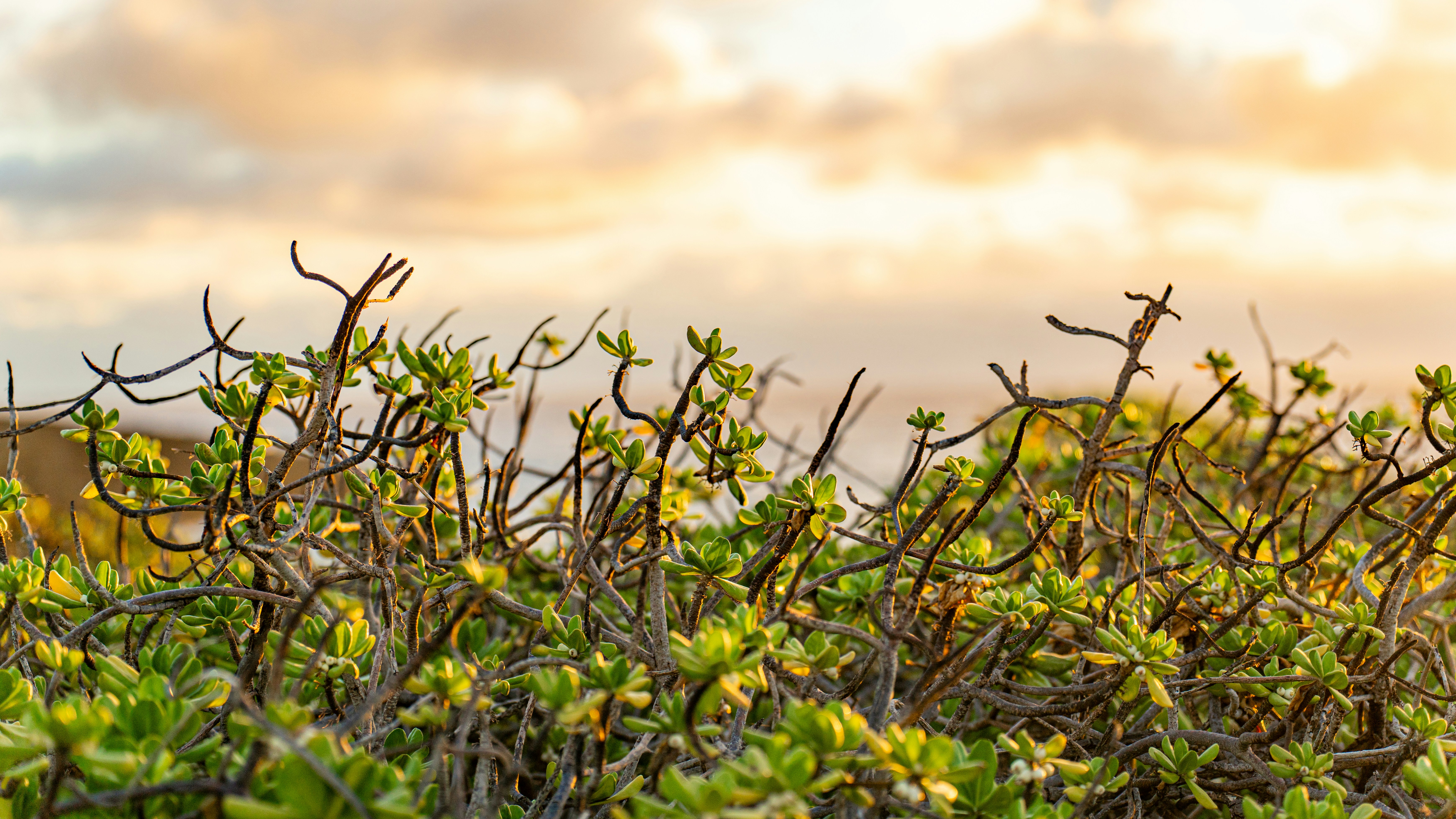 Lush green foliage against a soft sunset sky