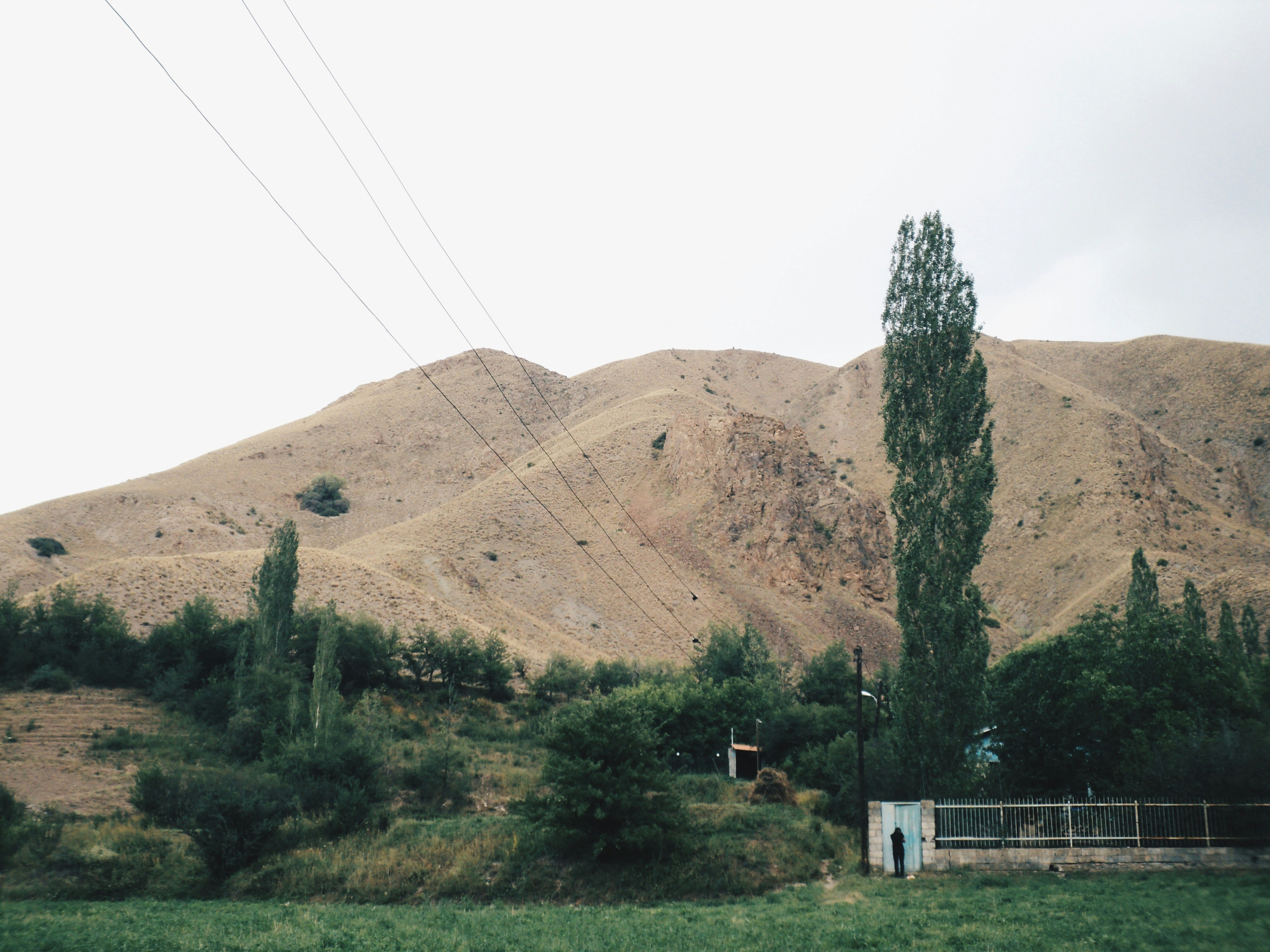 A portrait of solitude. | Tall tree stands against rolling hills and sky