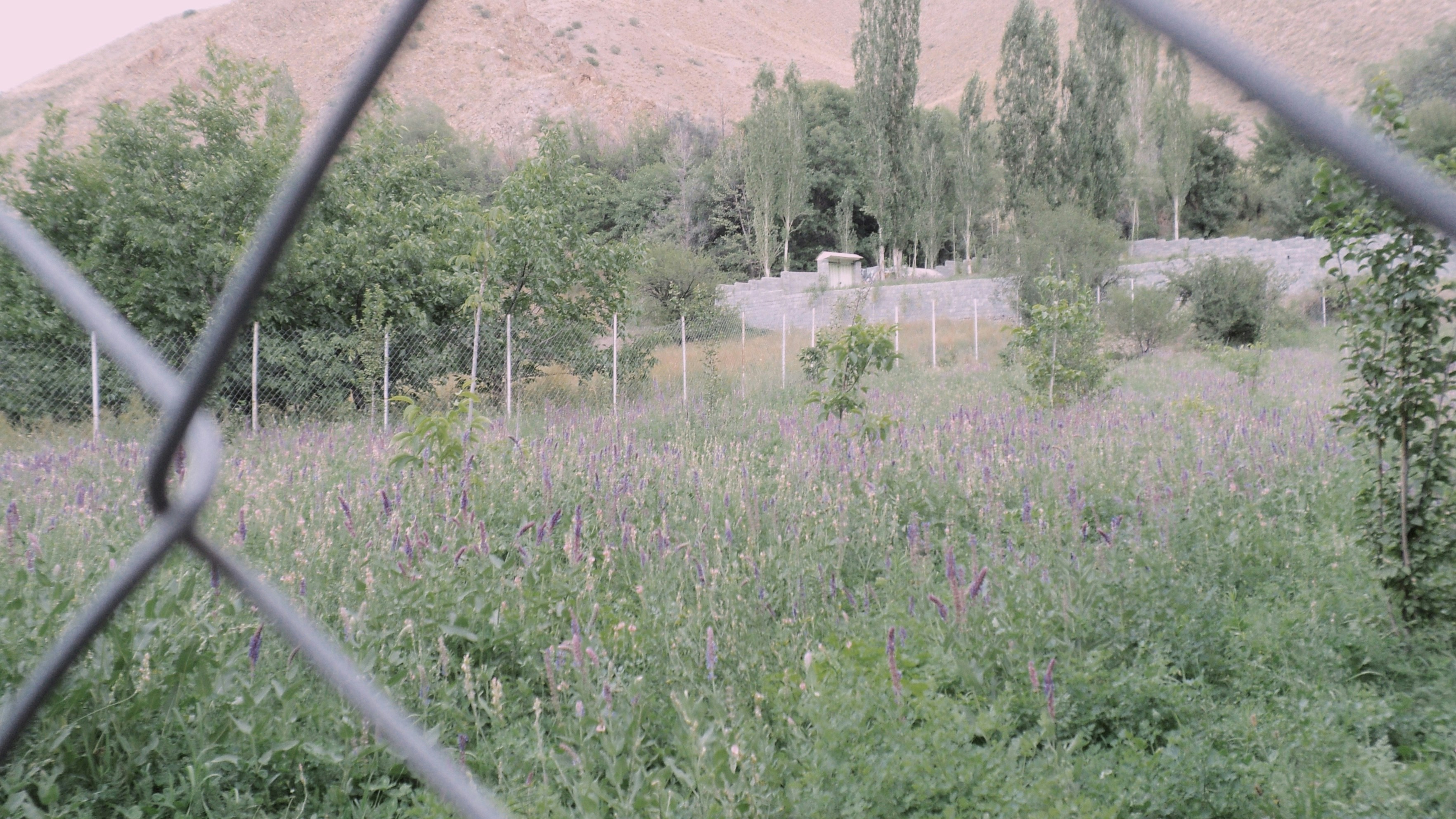 The beautiful, unreachable field. | Green field with trees behind a fence