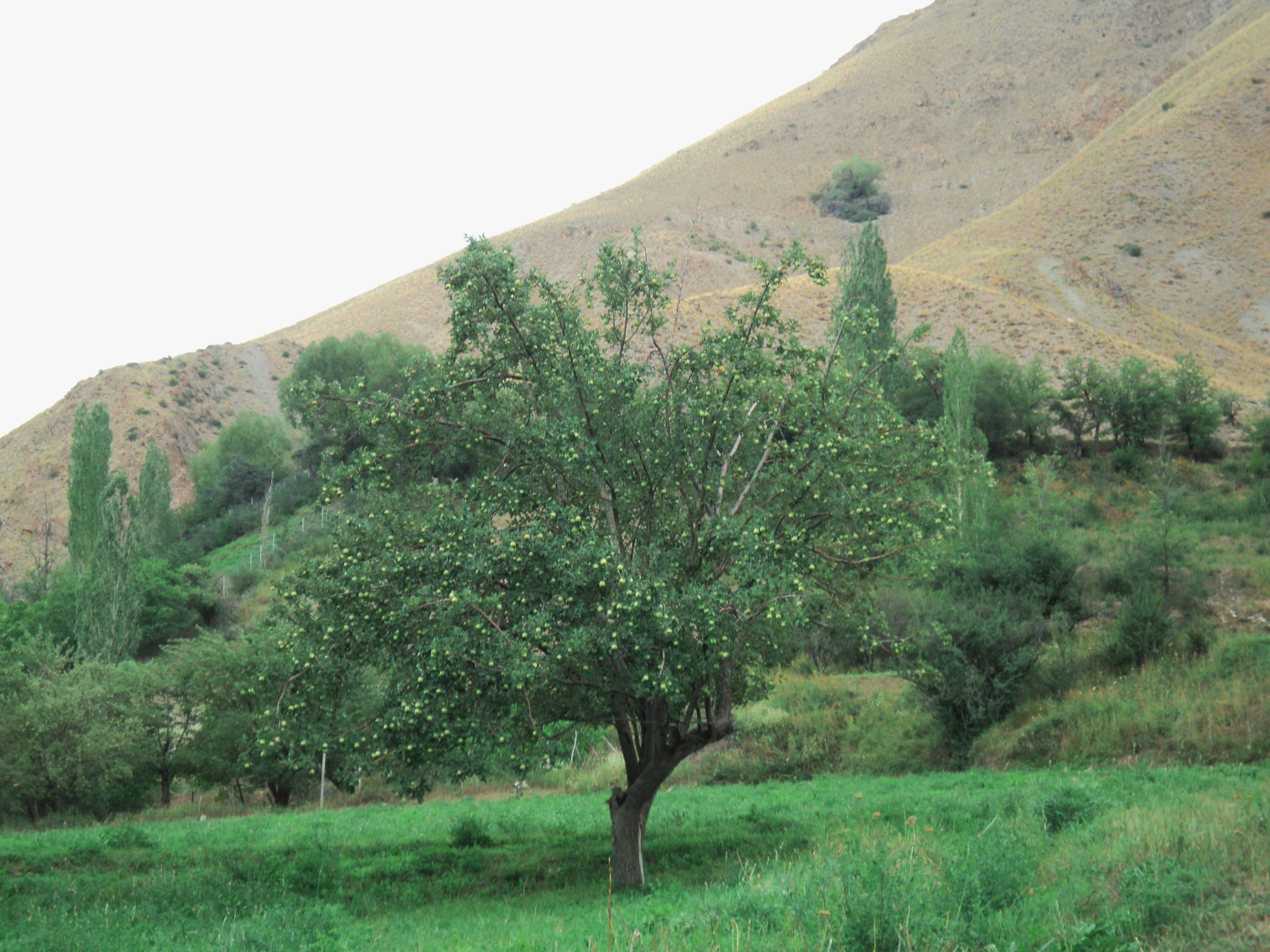 A tree full of promises. | Green trees in a grassy field with mountains