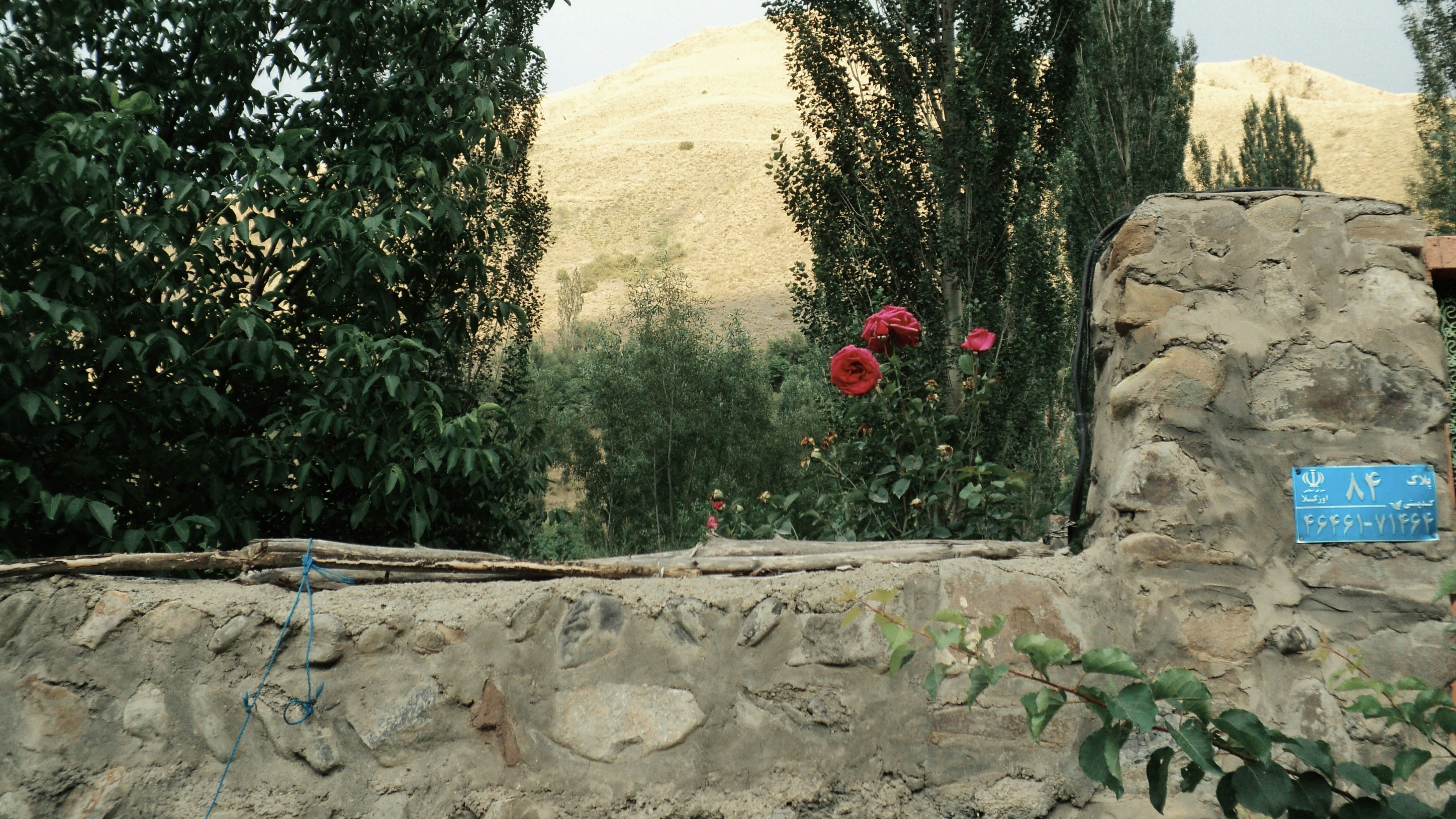 A red rose for a stone wall. | Stone wall and trees with a soft sunset background.