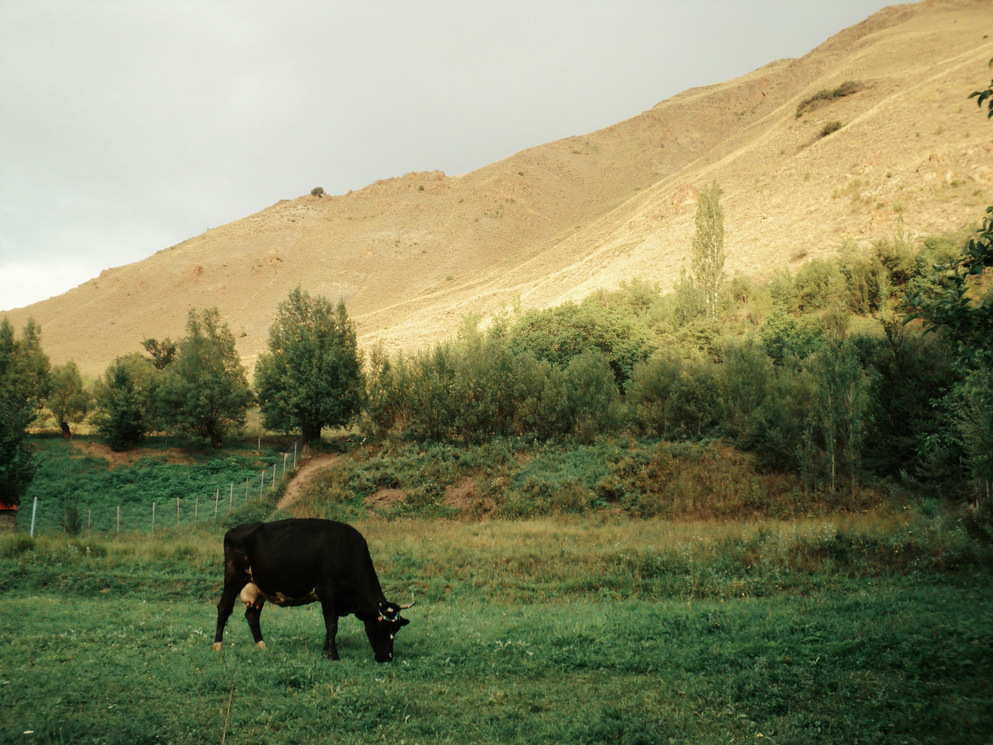 This is what peace sounds like. | A lone cow grazes in a grassy field with hills.
