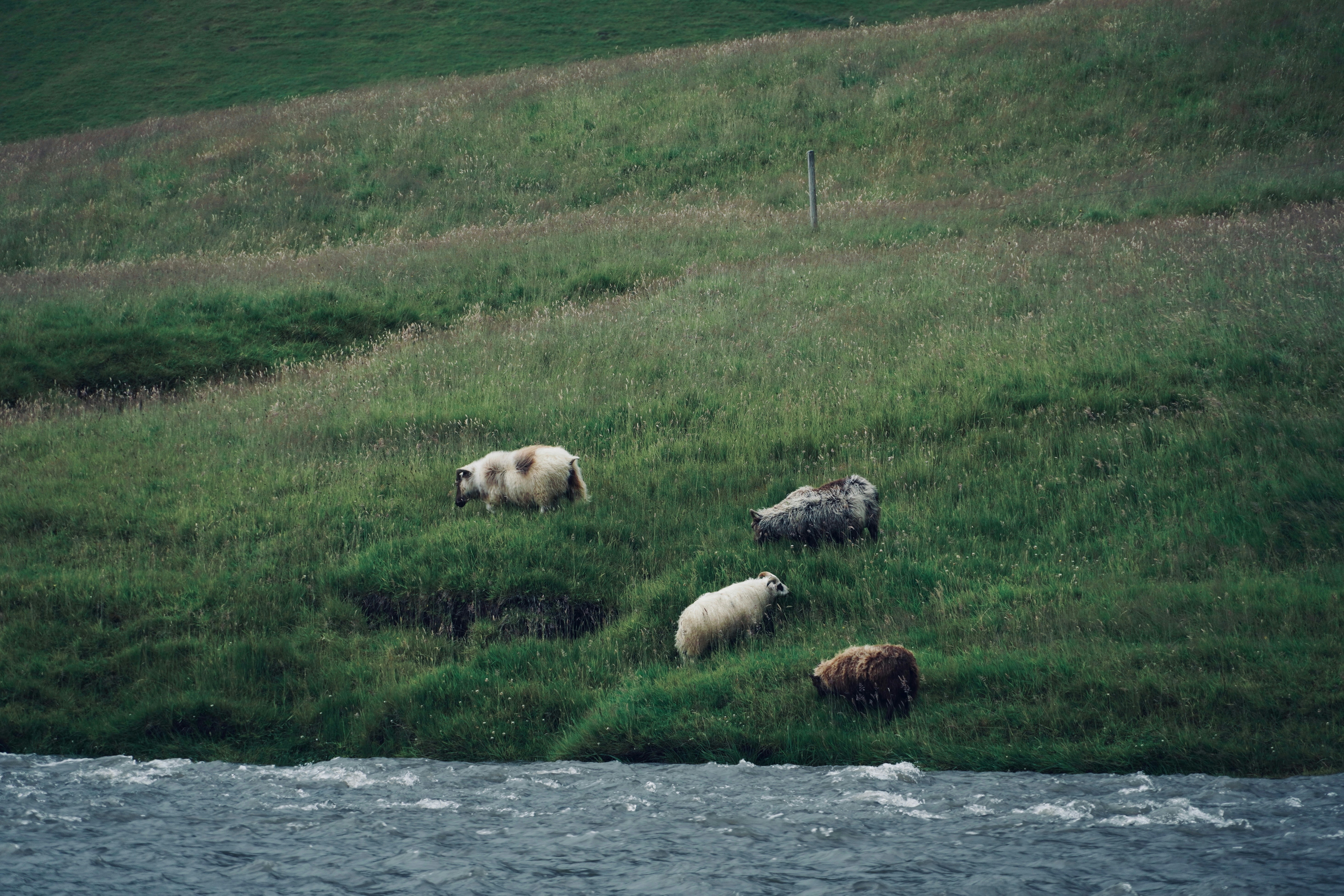 Pasture Bounding: Cattle on a Green Ridge by Rough Seas