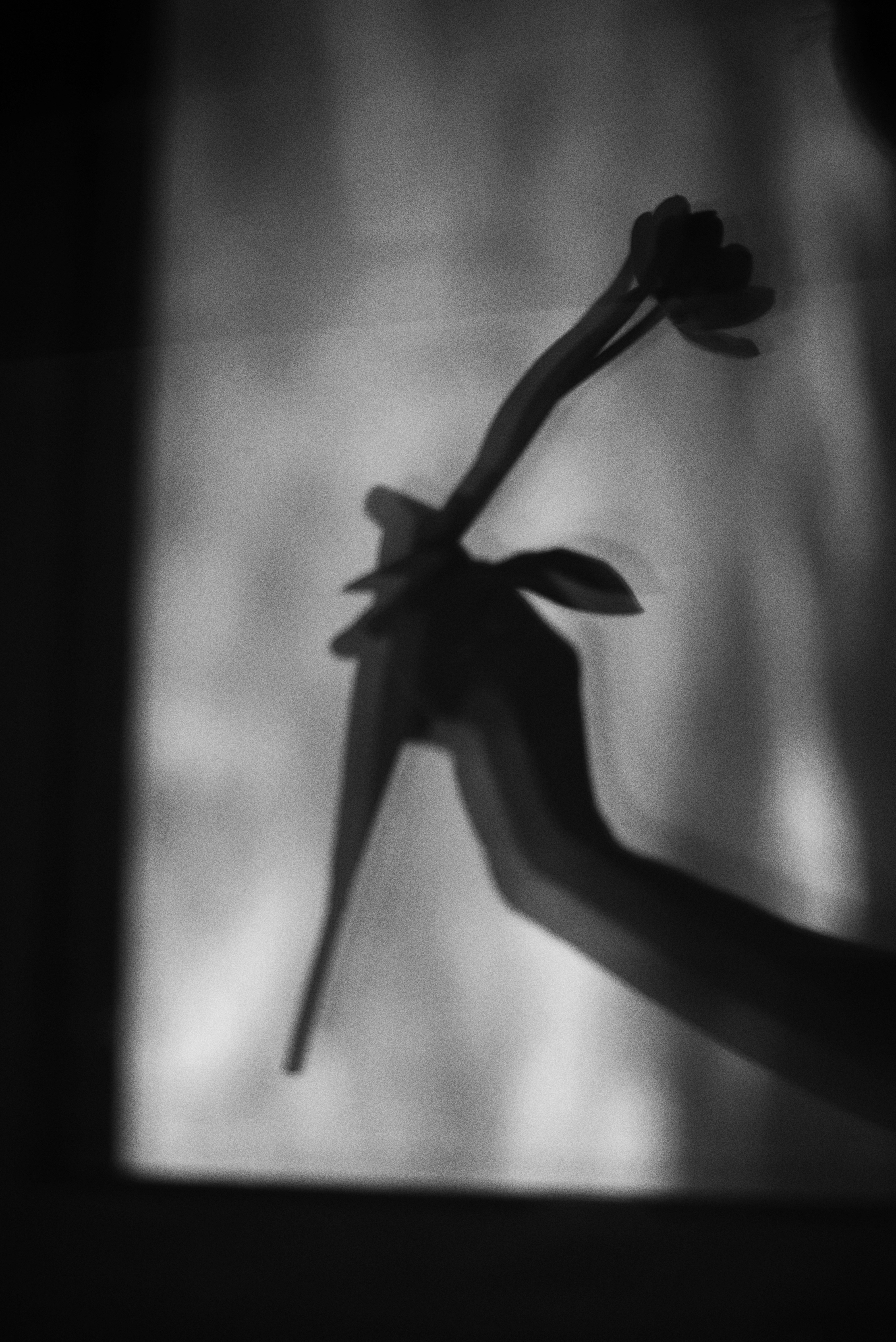 Whispers of the Hands: A Dance of Shadows