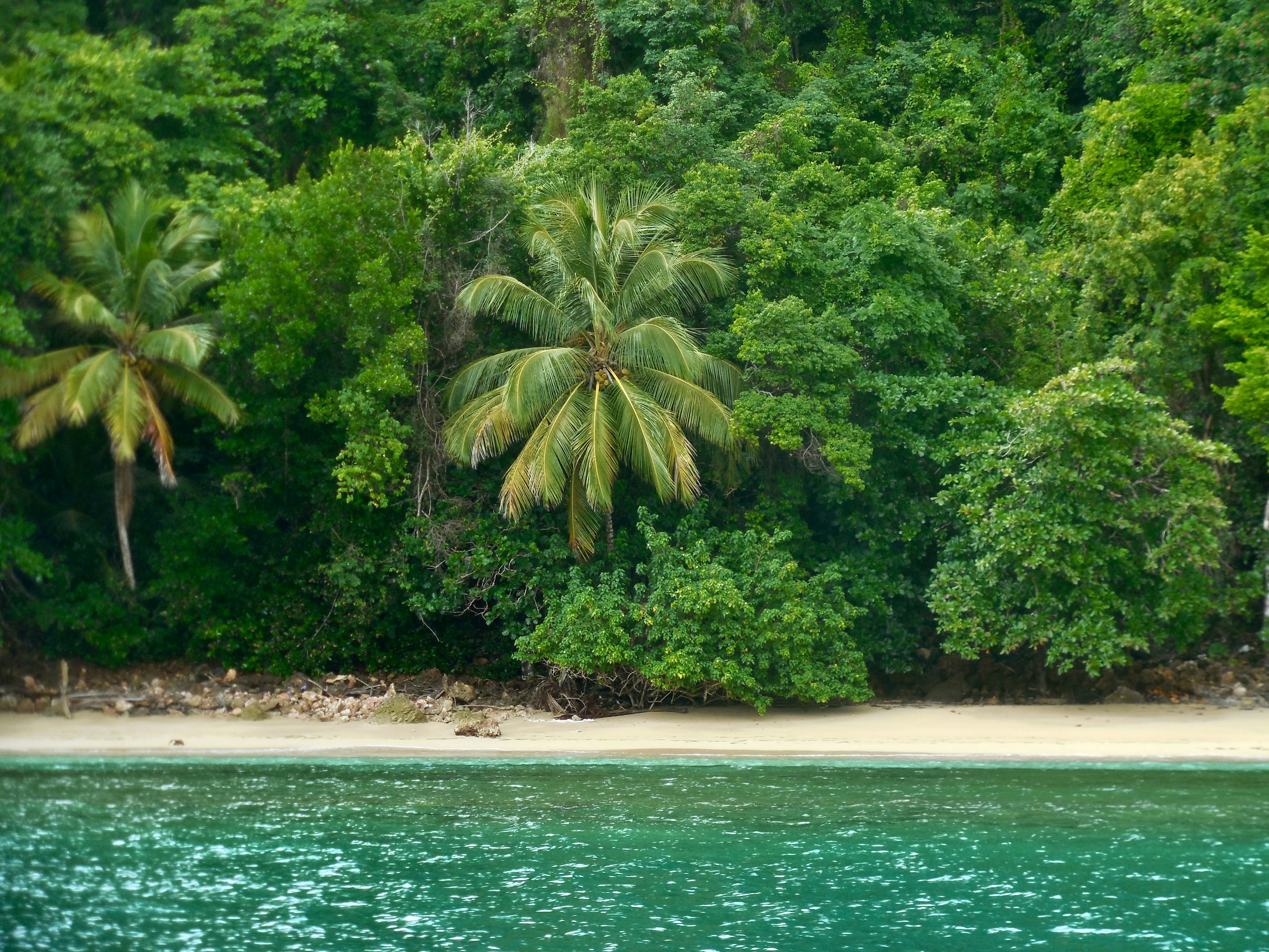 Tropical beach framed by vibrant green foliage and palm trees, highlighting a serene coastal environment.