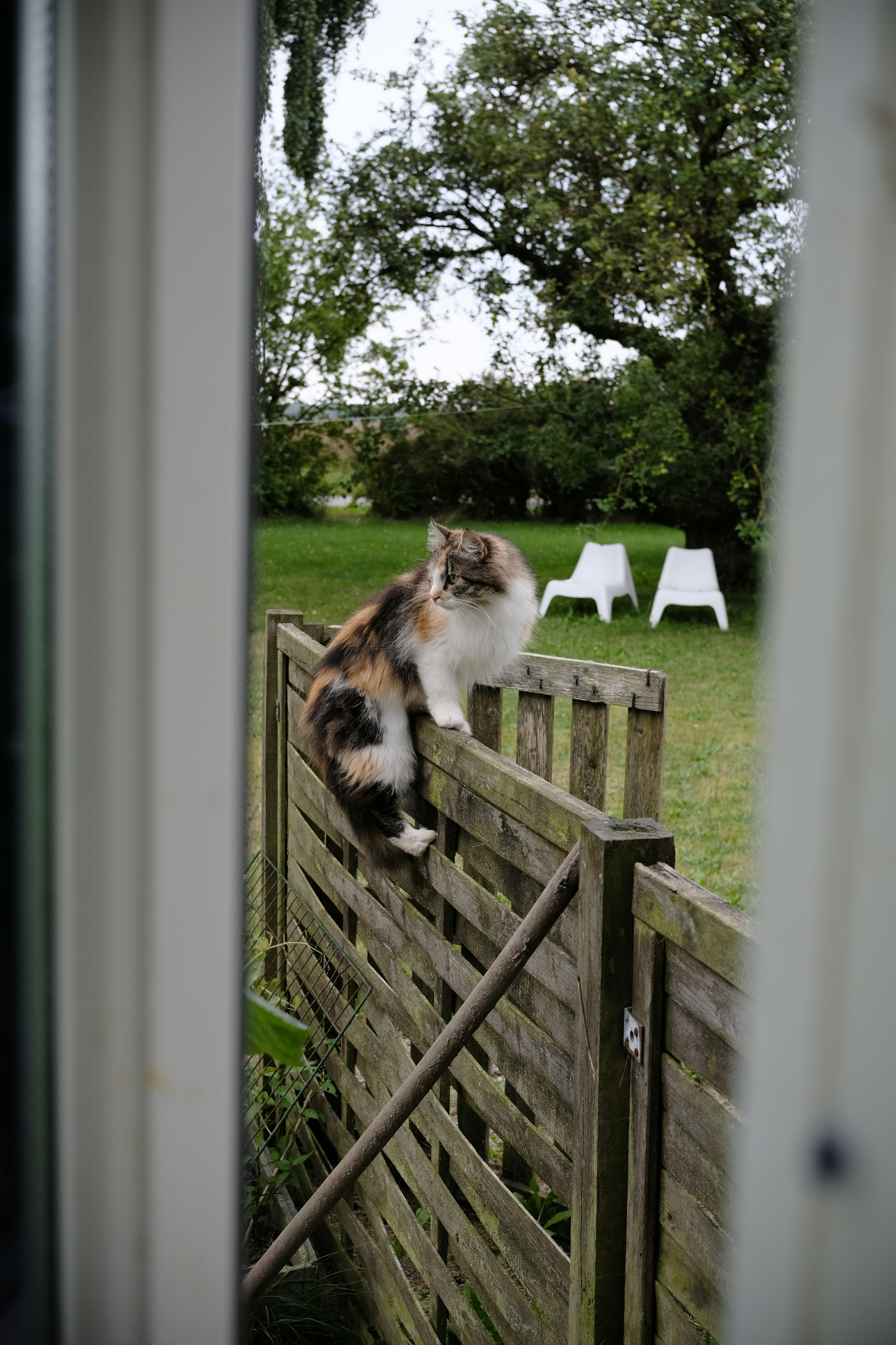 Calico on a Weathered Fence: Quiet Garden Moment Framed by a Window