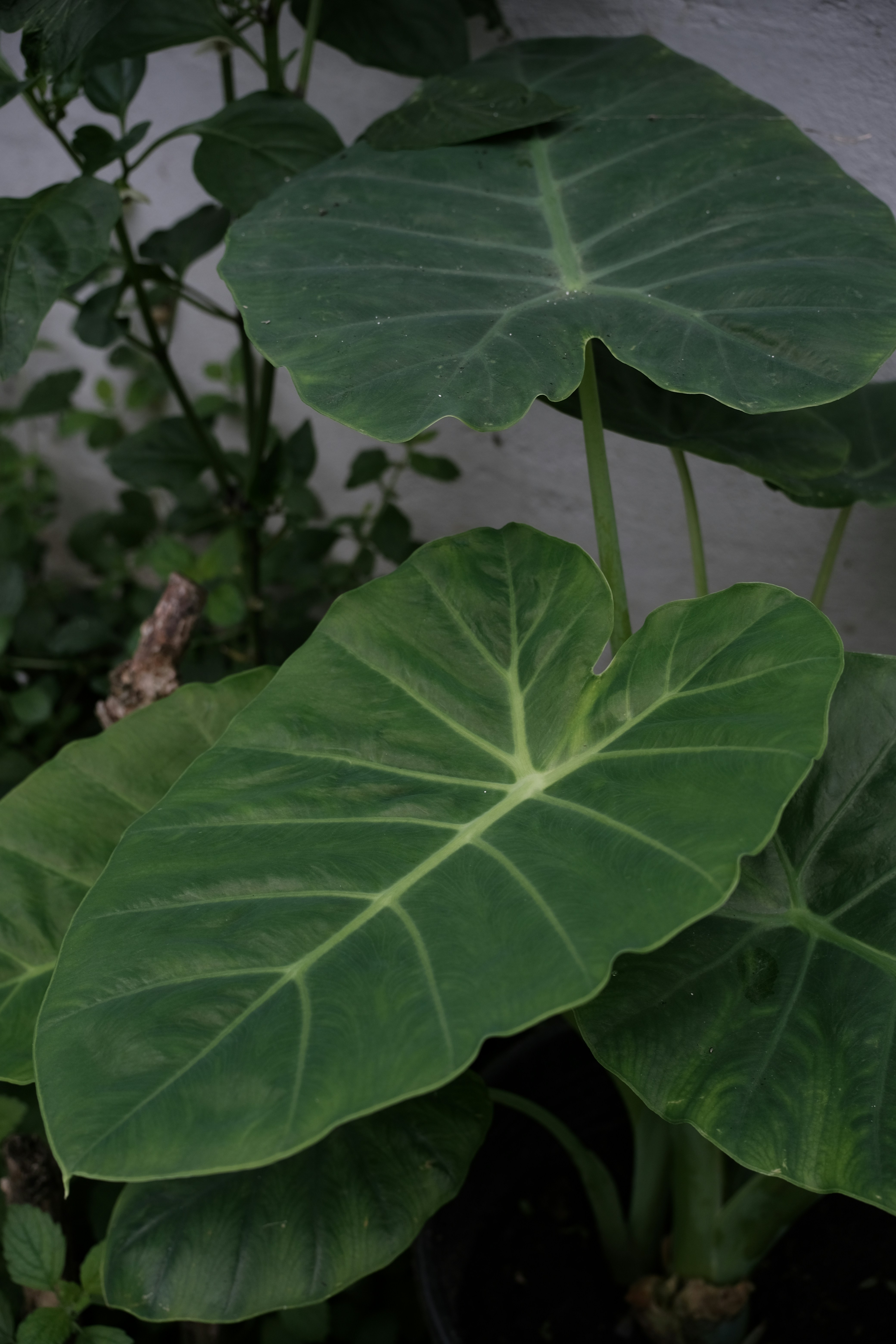Large green elephant ear leaves with visible veins