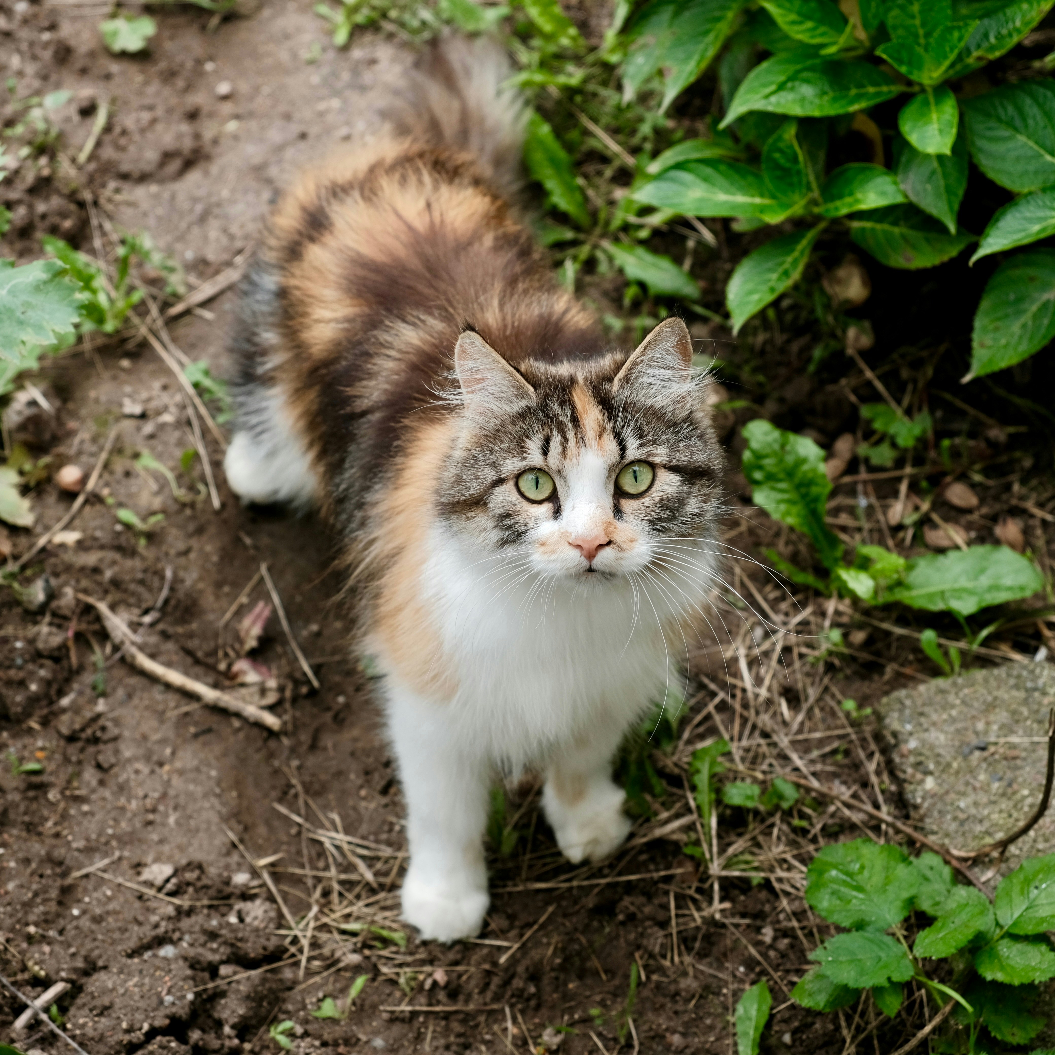 Whiskered Wonder in the Greenery