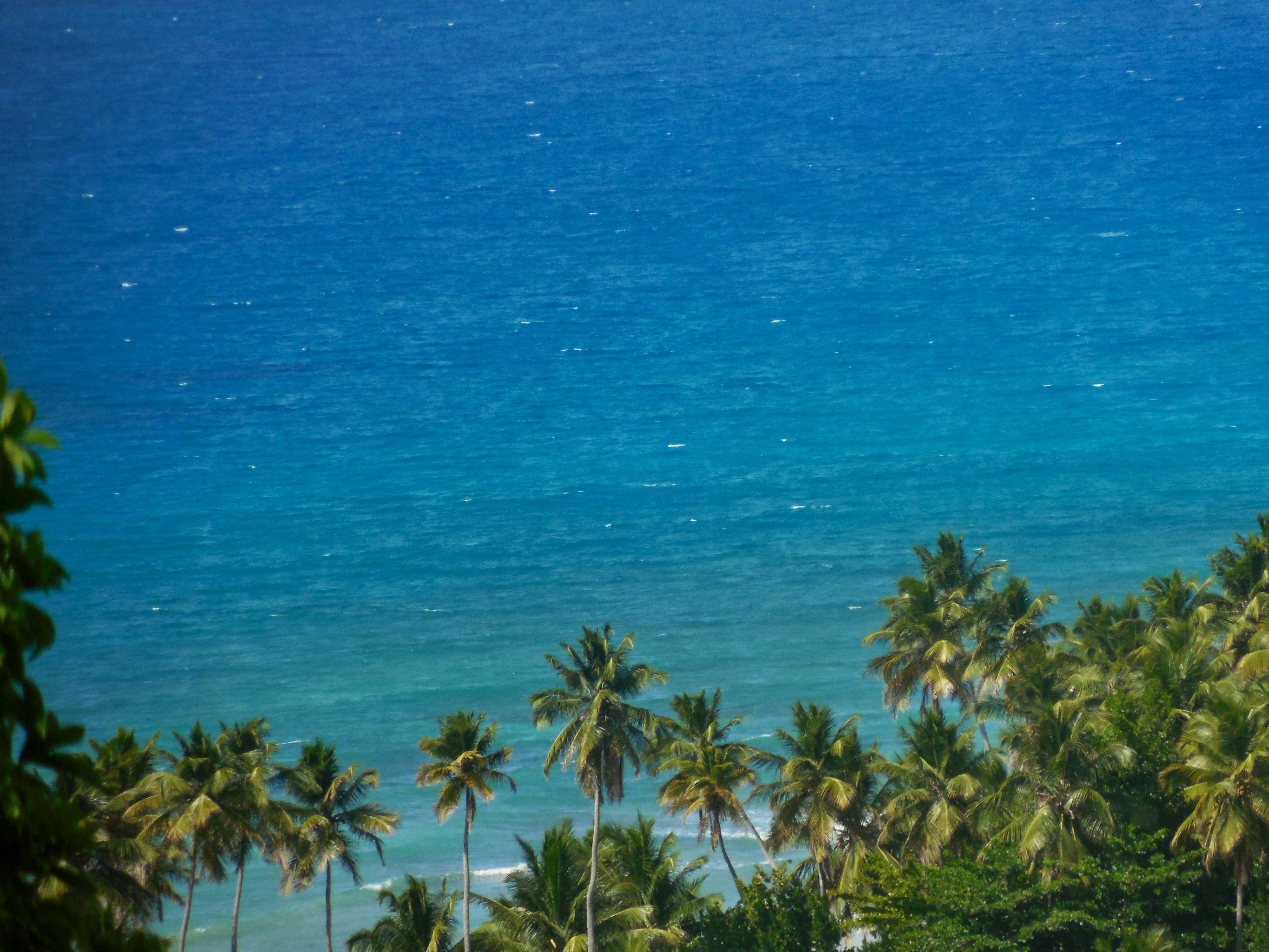 Turquoise ocean water with palm trees