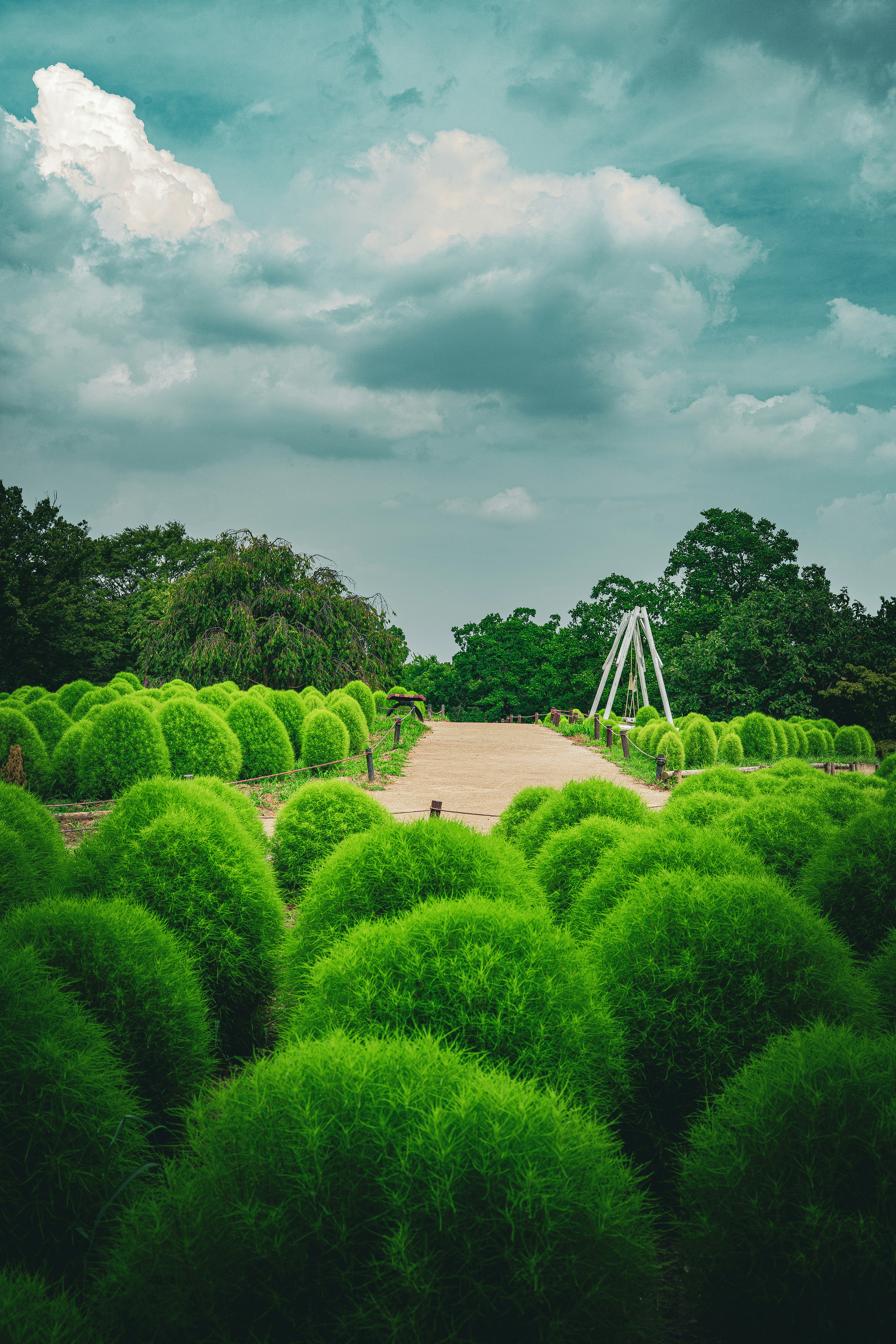 Emerald Oasis: A Path Through Nature's Soft Sculptures