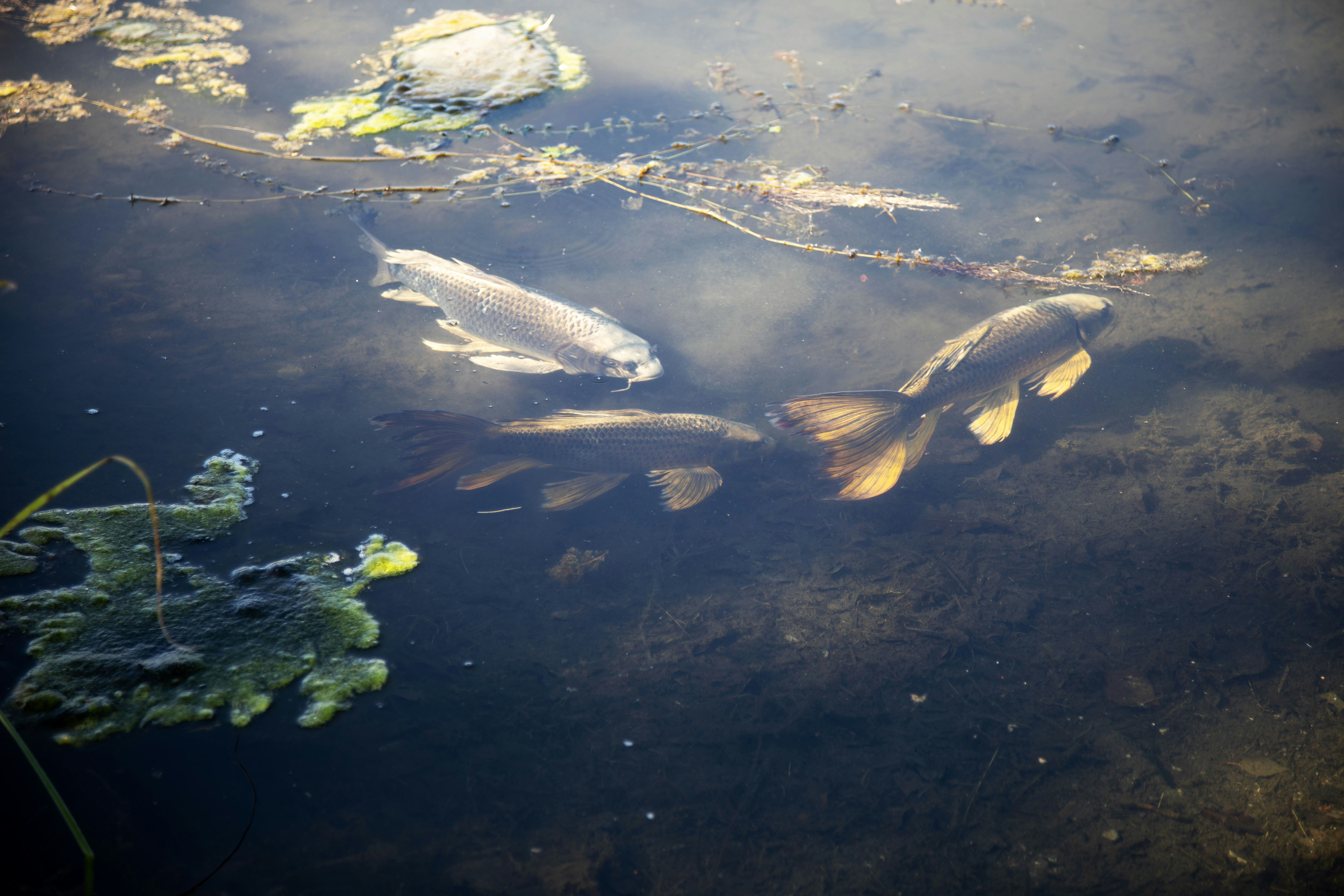 Gatchina, Russia | Several fish swim in murky water with plants.