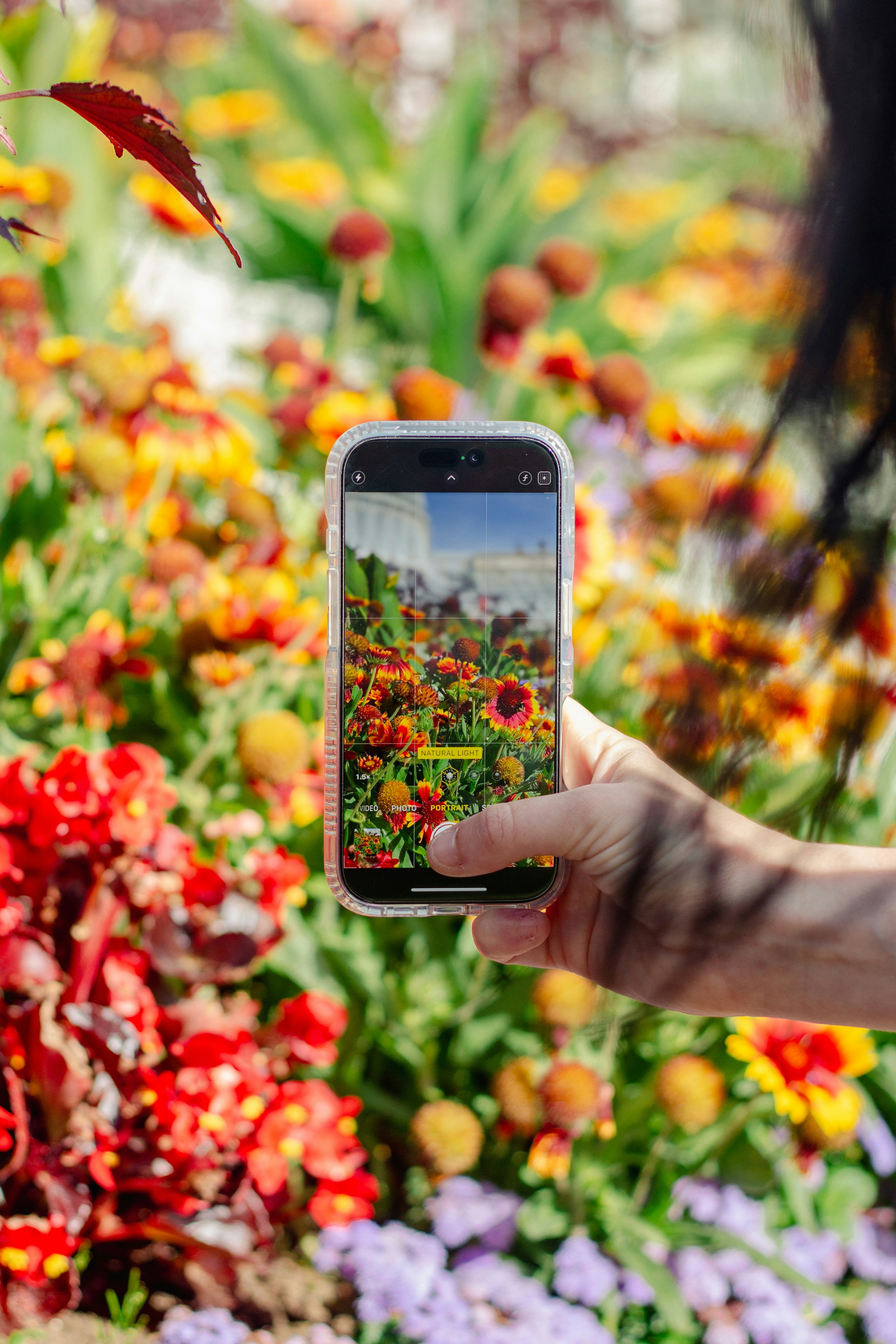 Smartphone Snapshot of Colorful Blooms Framed by a Gardener’s Hand