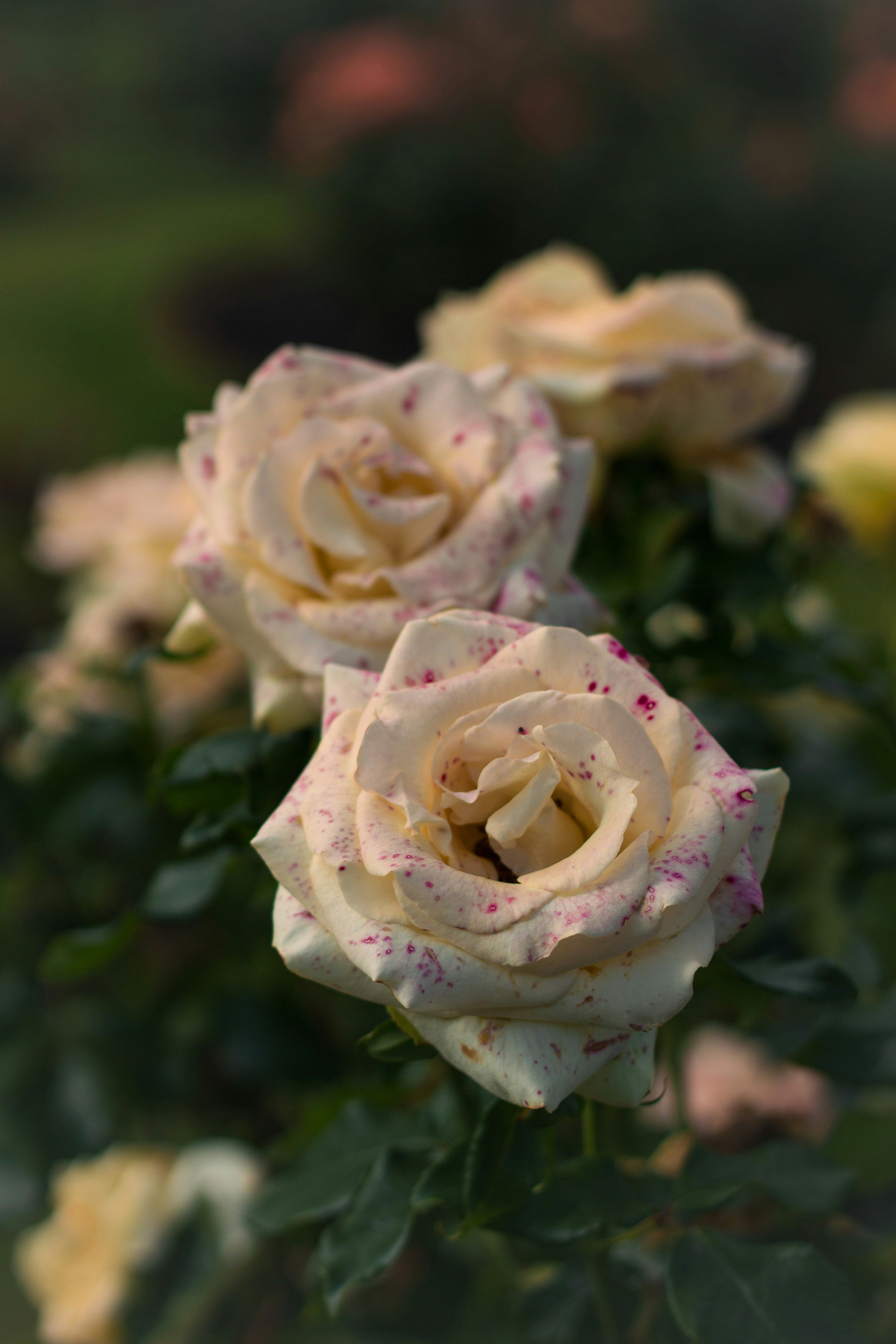 Whispers of Elegance: The Spotted Rose