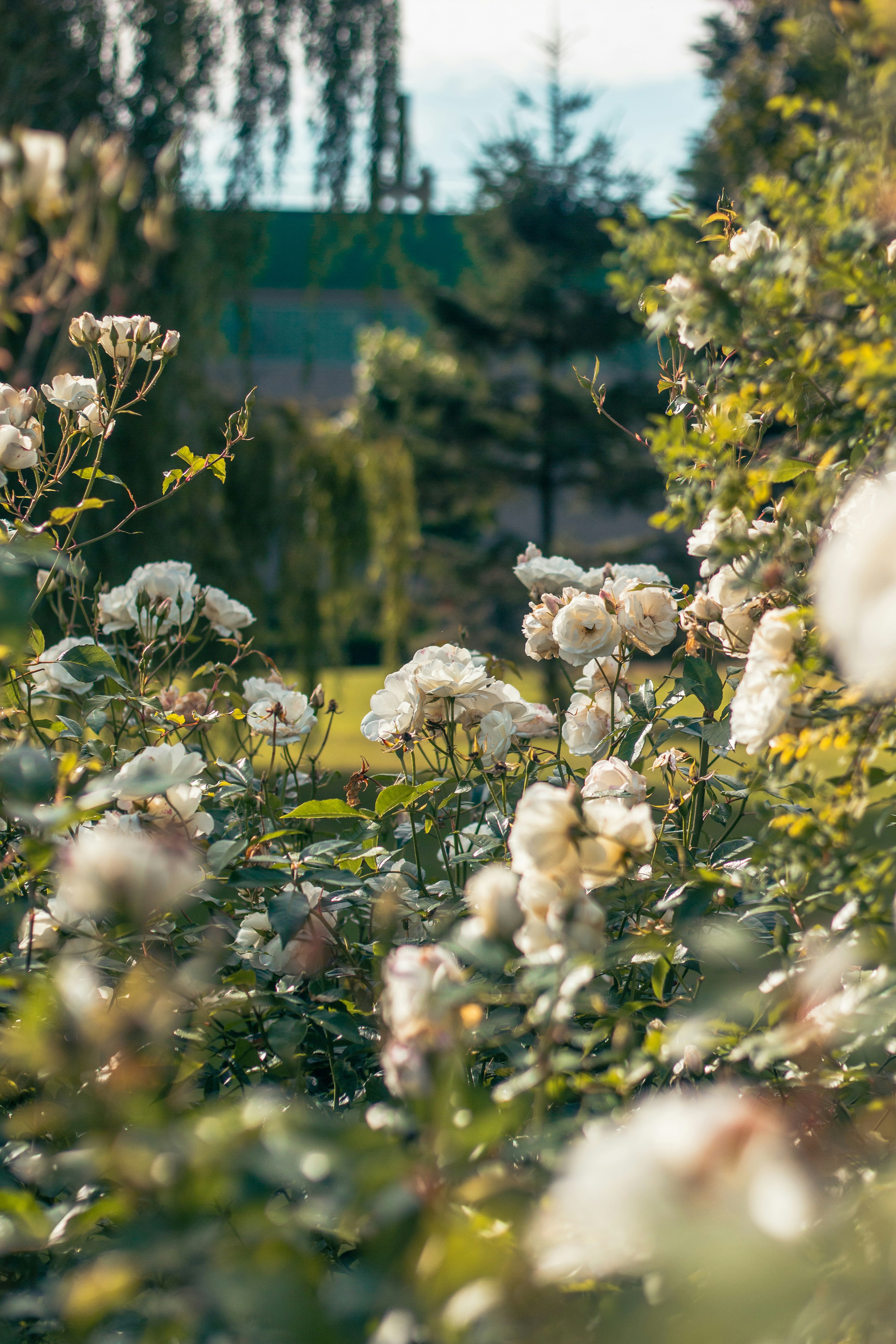 Whispered Petals: White Roses in Sunlit Quiet