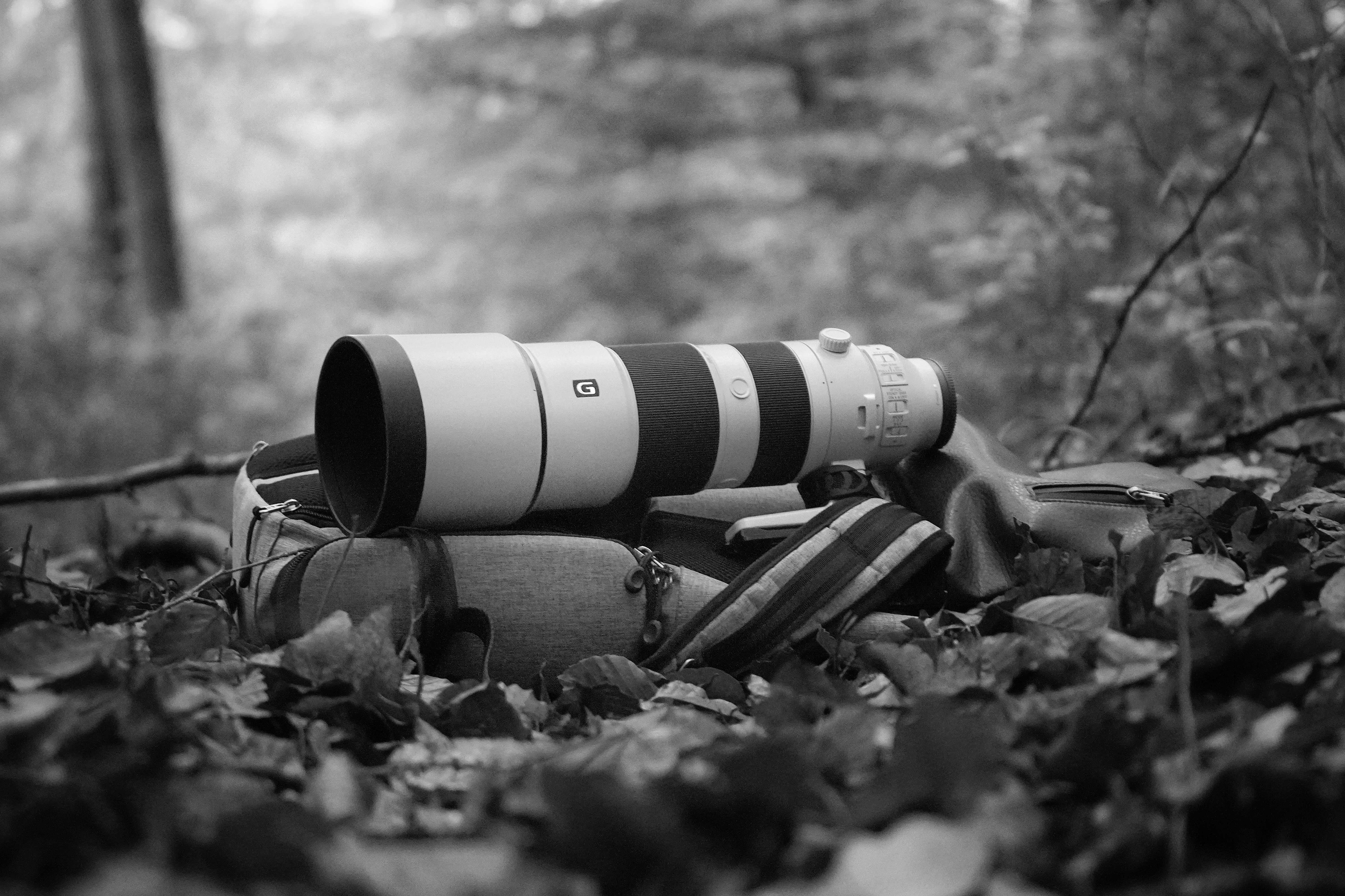 Focused in the Ferns: A Telephoto Lens Resting in the Wild