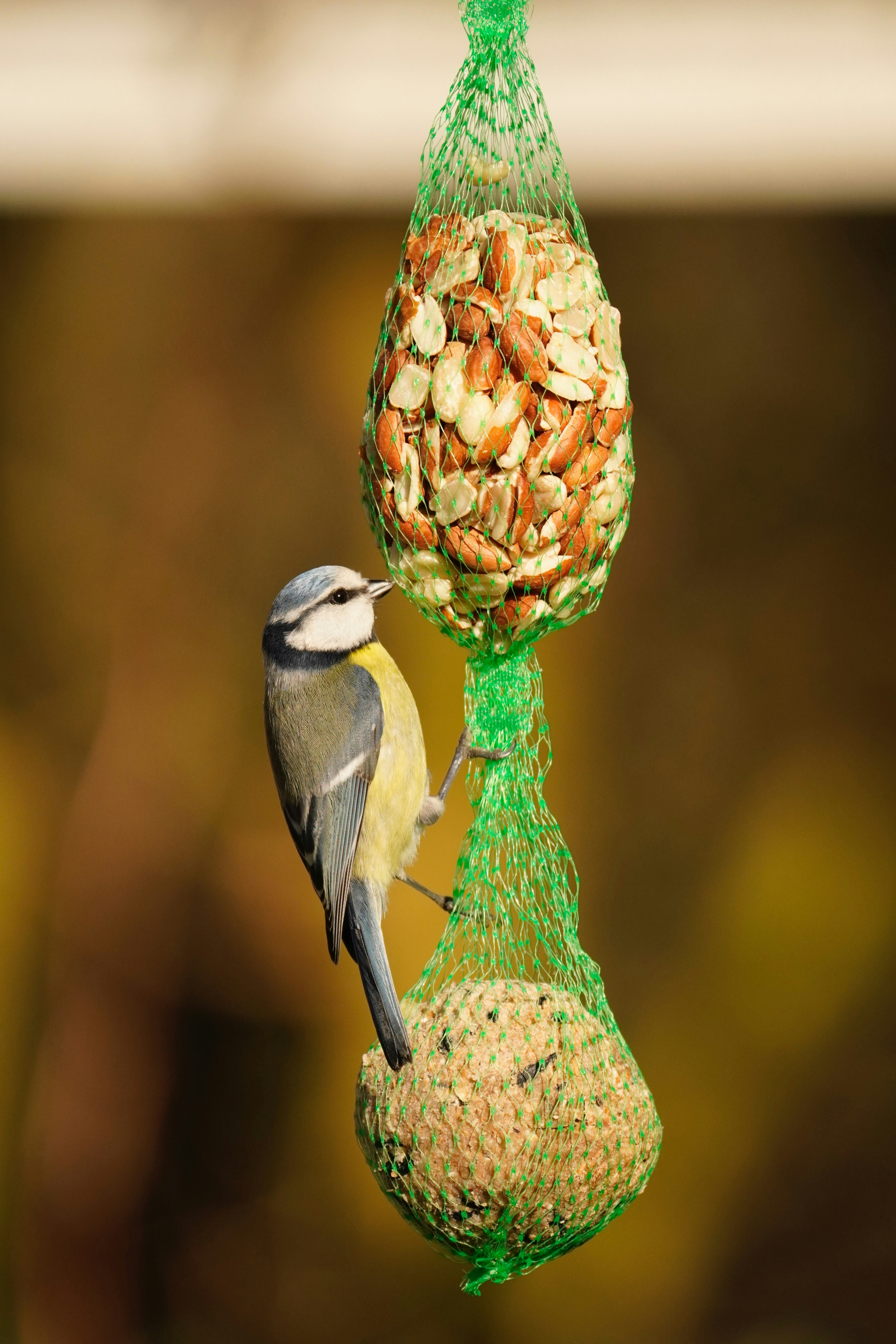 A blue tit perched on a mesh feeder filled with seeds and nuts, showcasing its vibrant plumage against a softly blurred background.